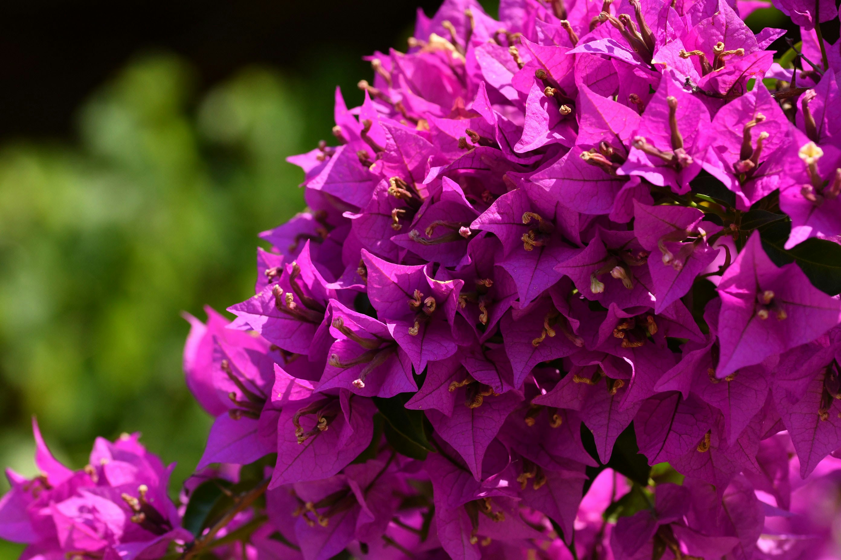 Vivid Bougainvillea Burst: Magenta Tepals in Sunlit Clutch