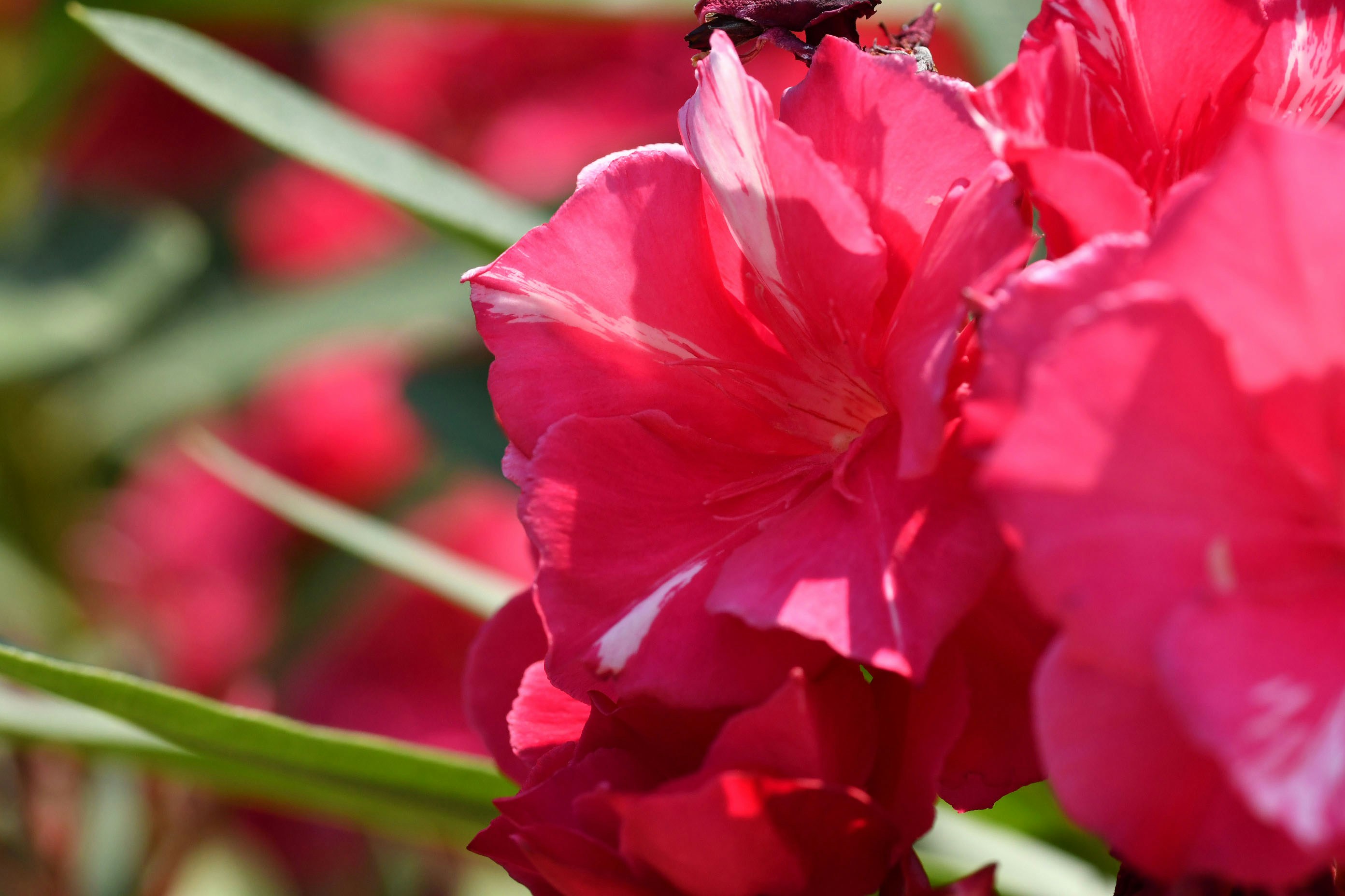 Photo by Leon Sky with Nikon D500