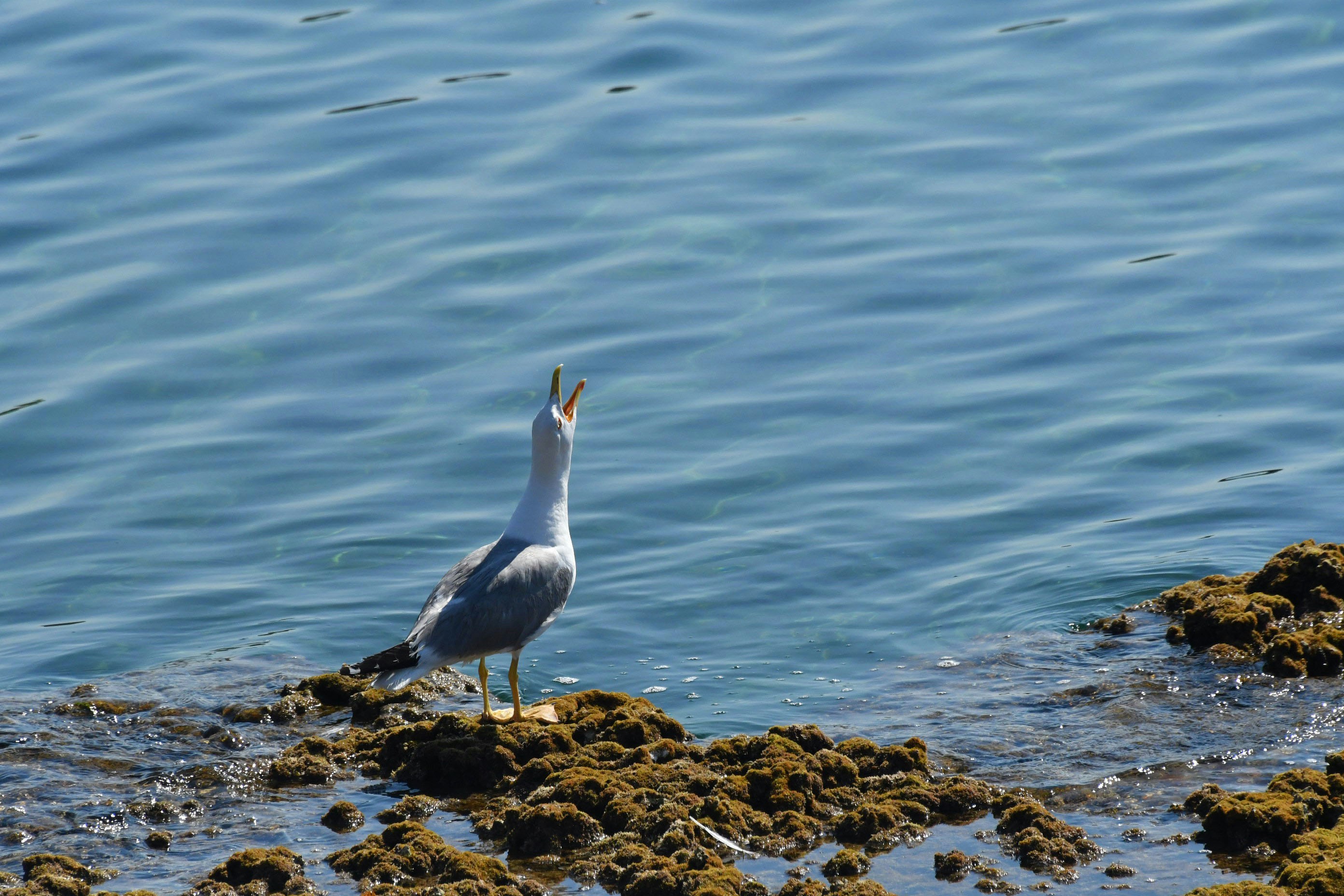 Sea-singing Seabird: A Gannet On the Shallows