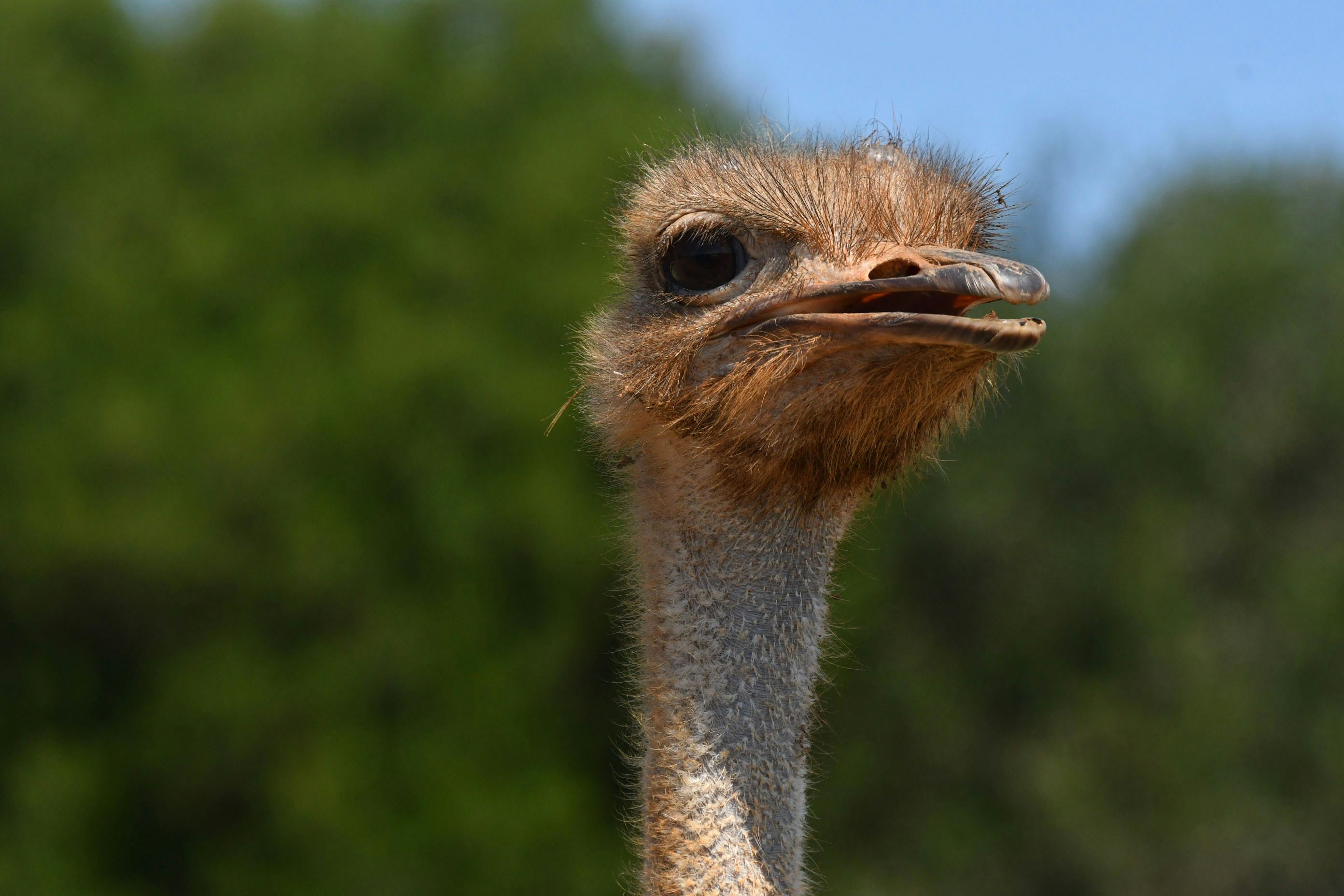 Ostrich Gaze: Close-Up on a Curious Beak and Eye