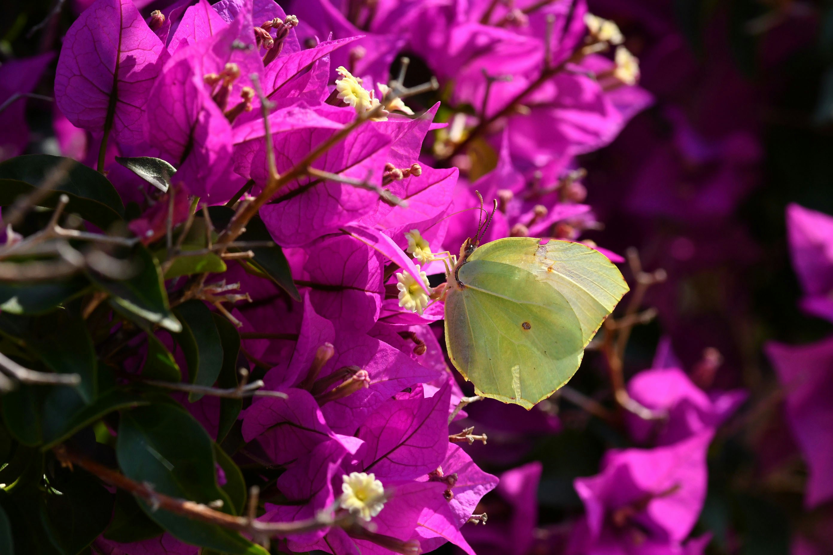 Green-veiled butterfly on magenta bougainvillea
