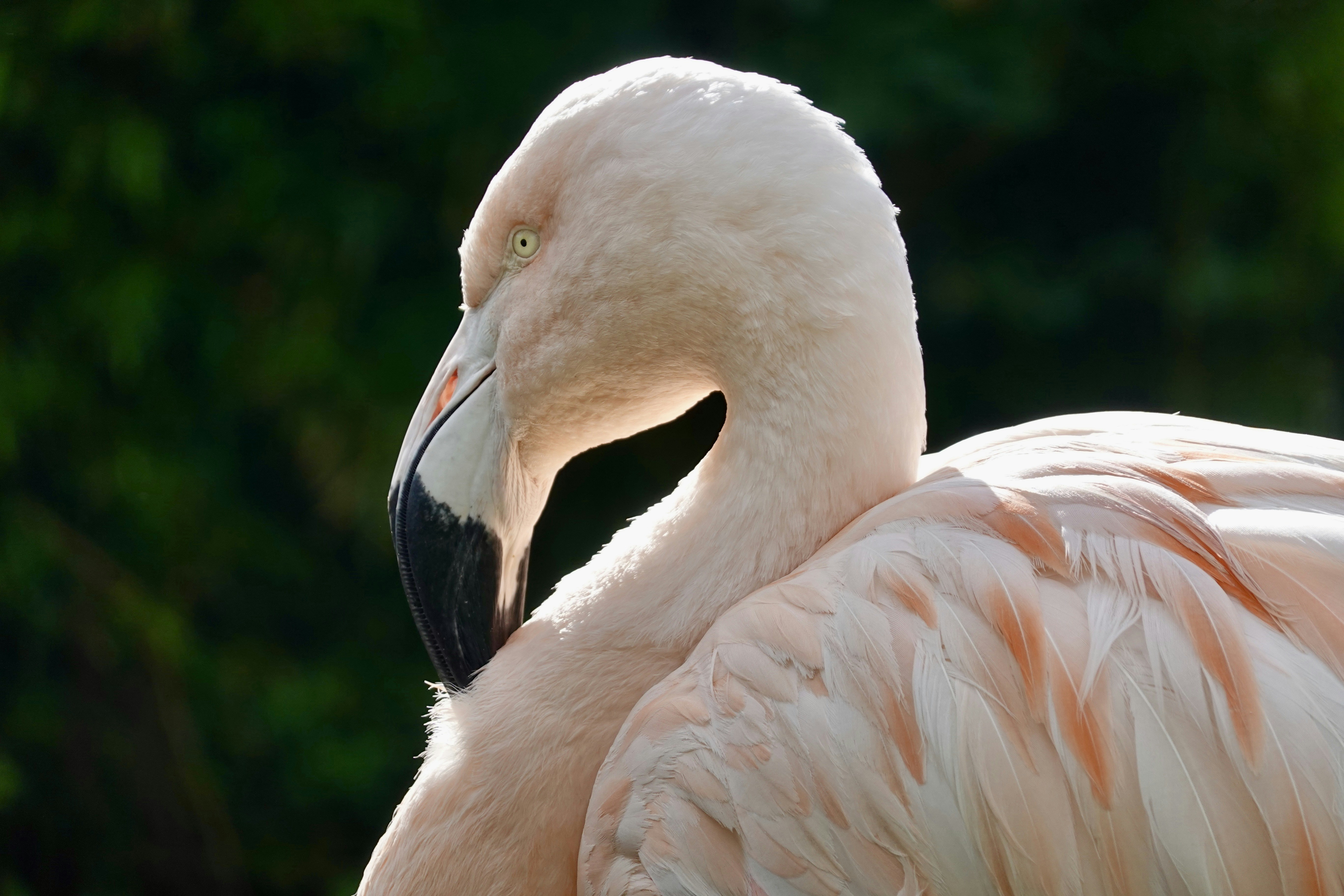 Elegant Flamingo in Soft Backlight