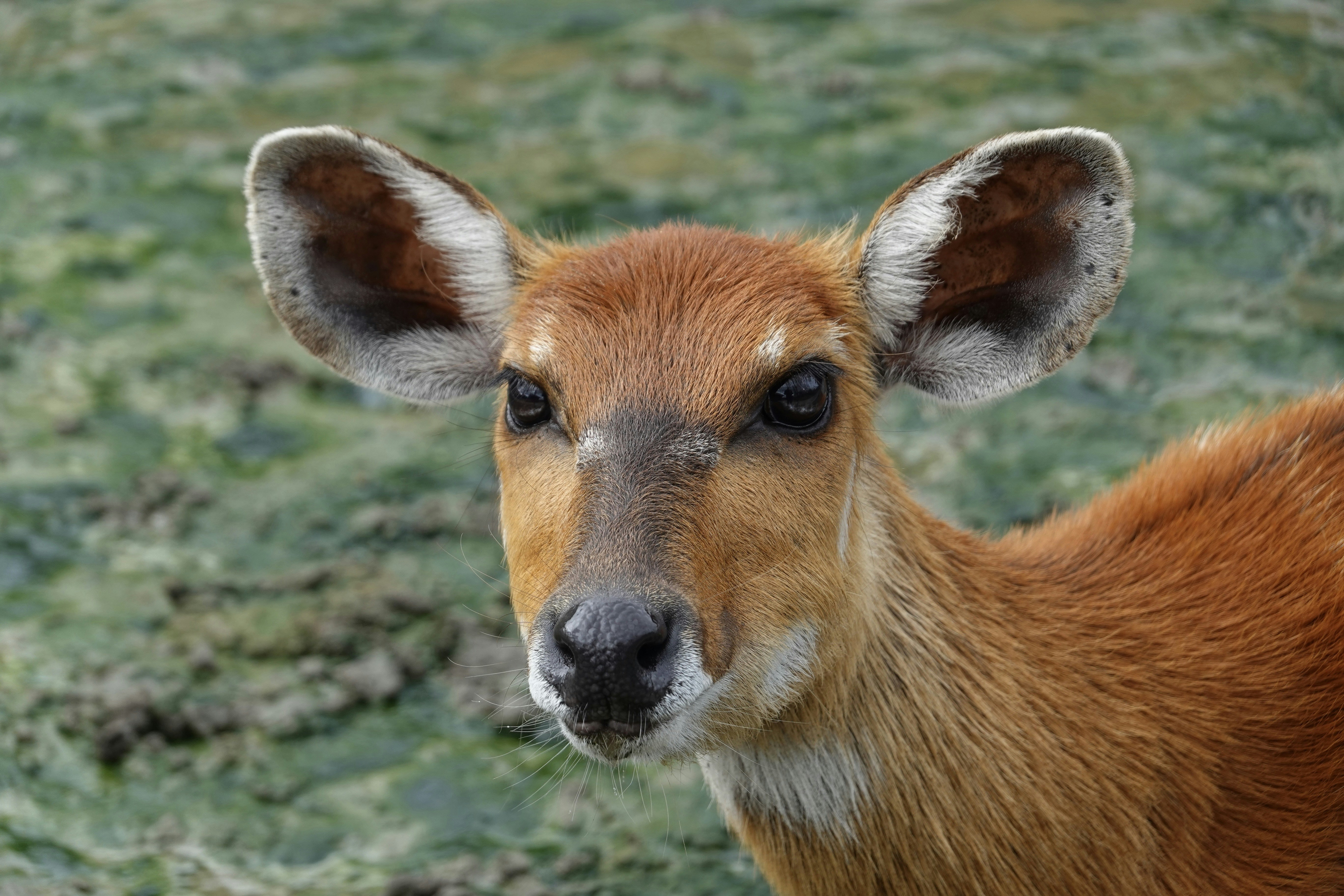 Curious Gaze Over a Sunlit Meadow