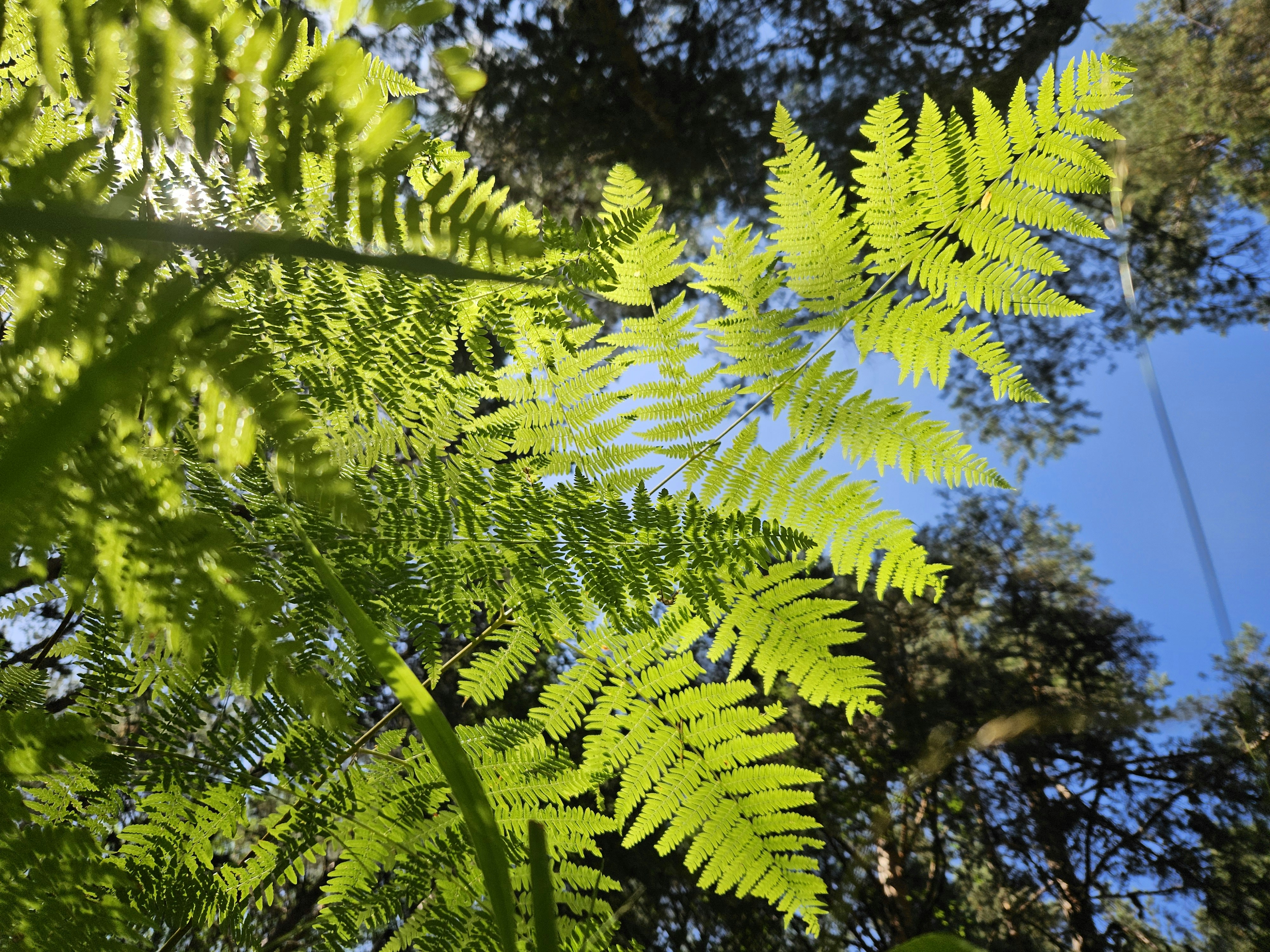 Sunlit Fern Fronds Reaching Toward an Open Sky
