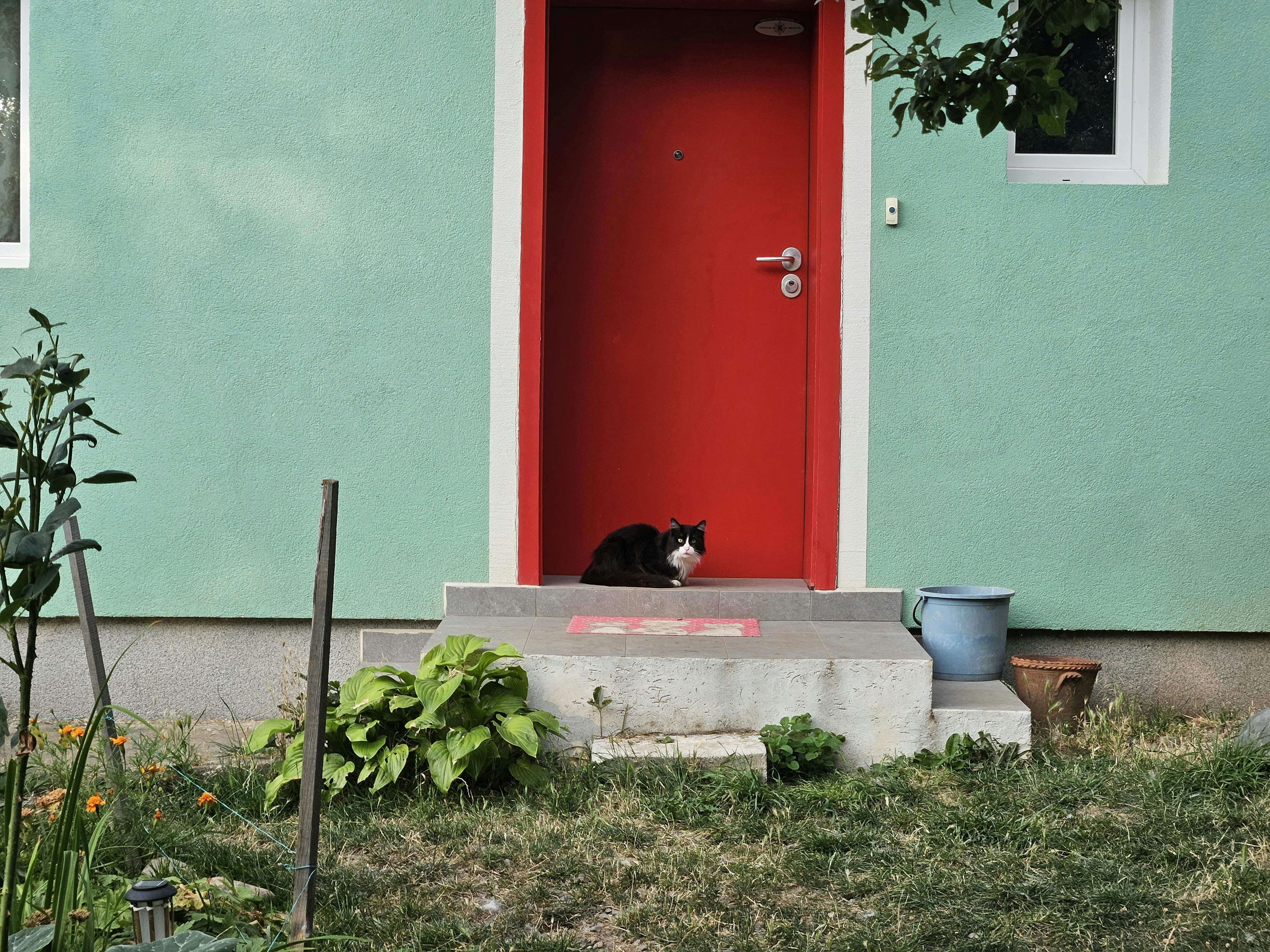Colorful Threshold: A Cat Resting at a Red Door