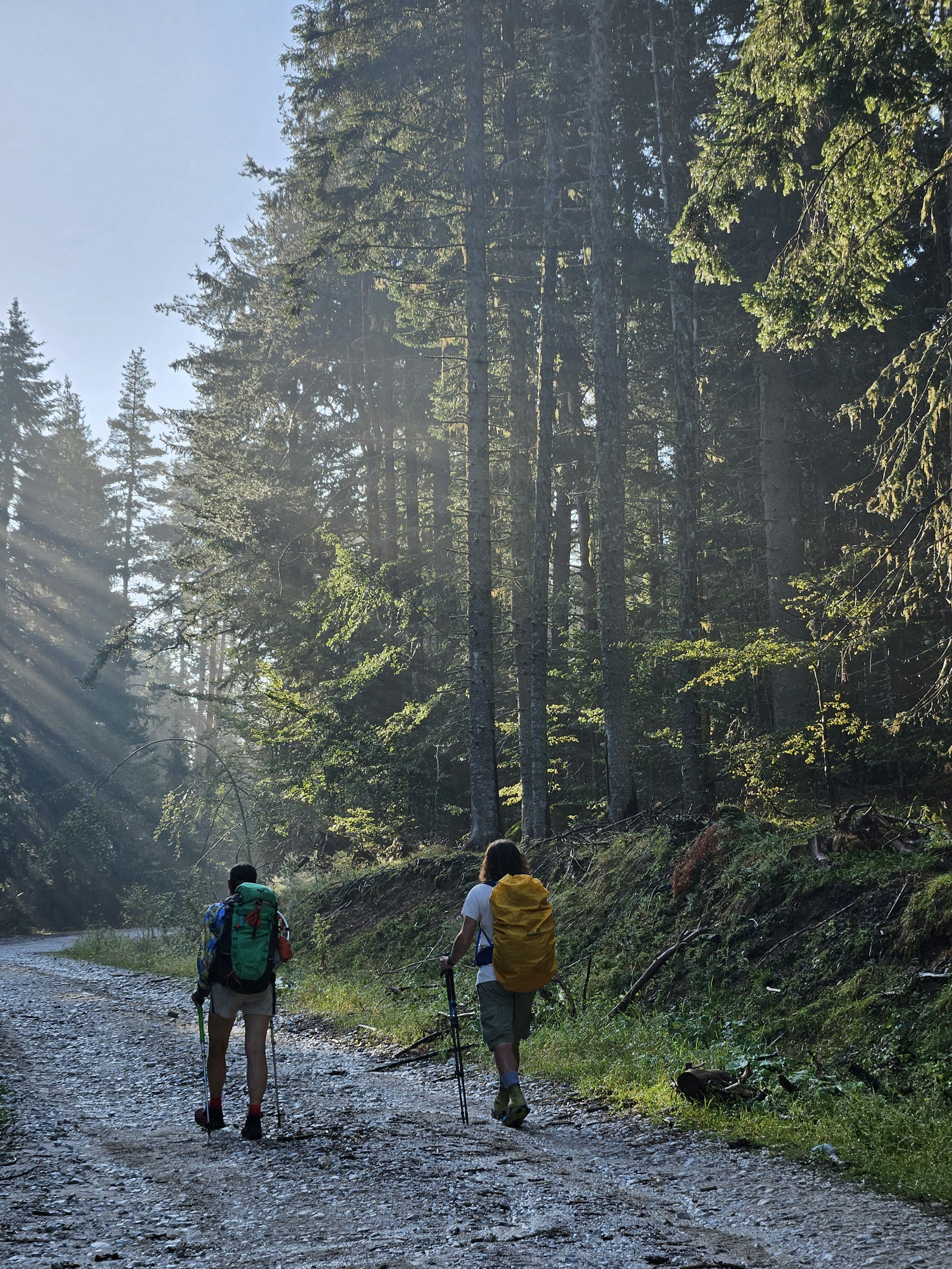 Trailbound Duo Under Forest Light