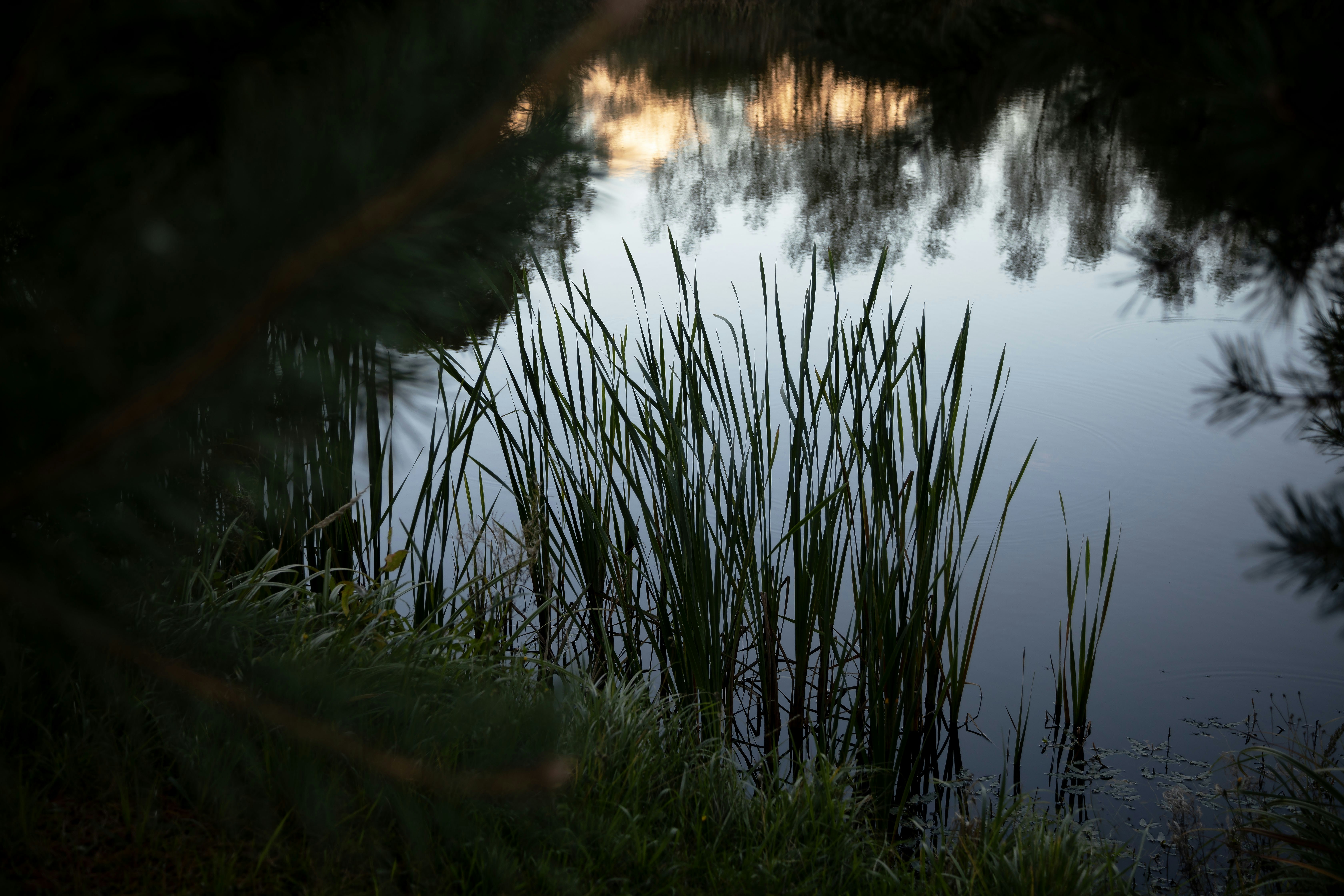 Reflections at the Edge: Reeds Framing a Quiet Pond