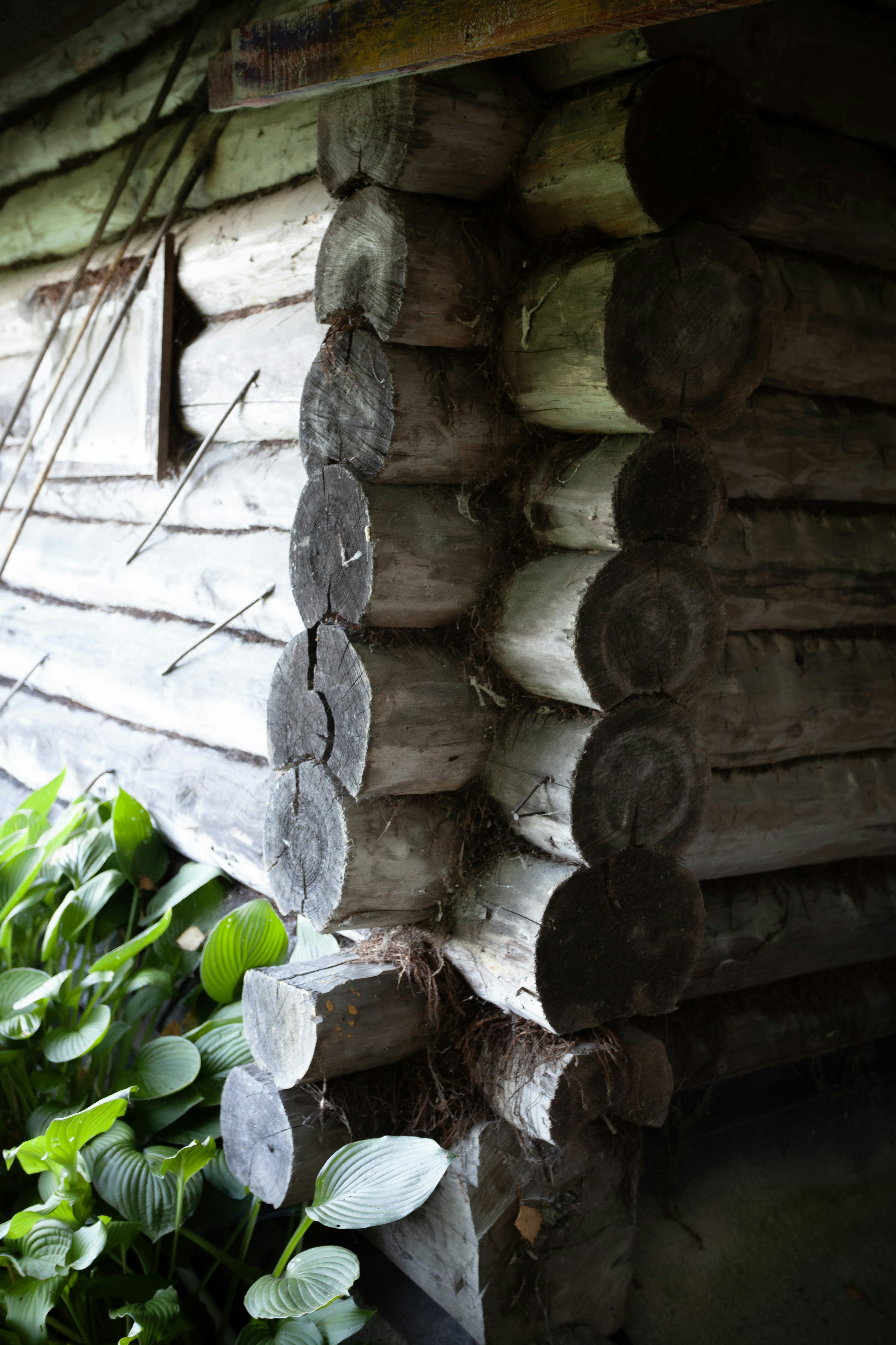 Weathered stacked logs form the rustic wall of a garden shed, with green foliage in the lower left corner and a small window on the left; muted natural light highlights the texture of the wood and moss.