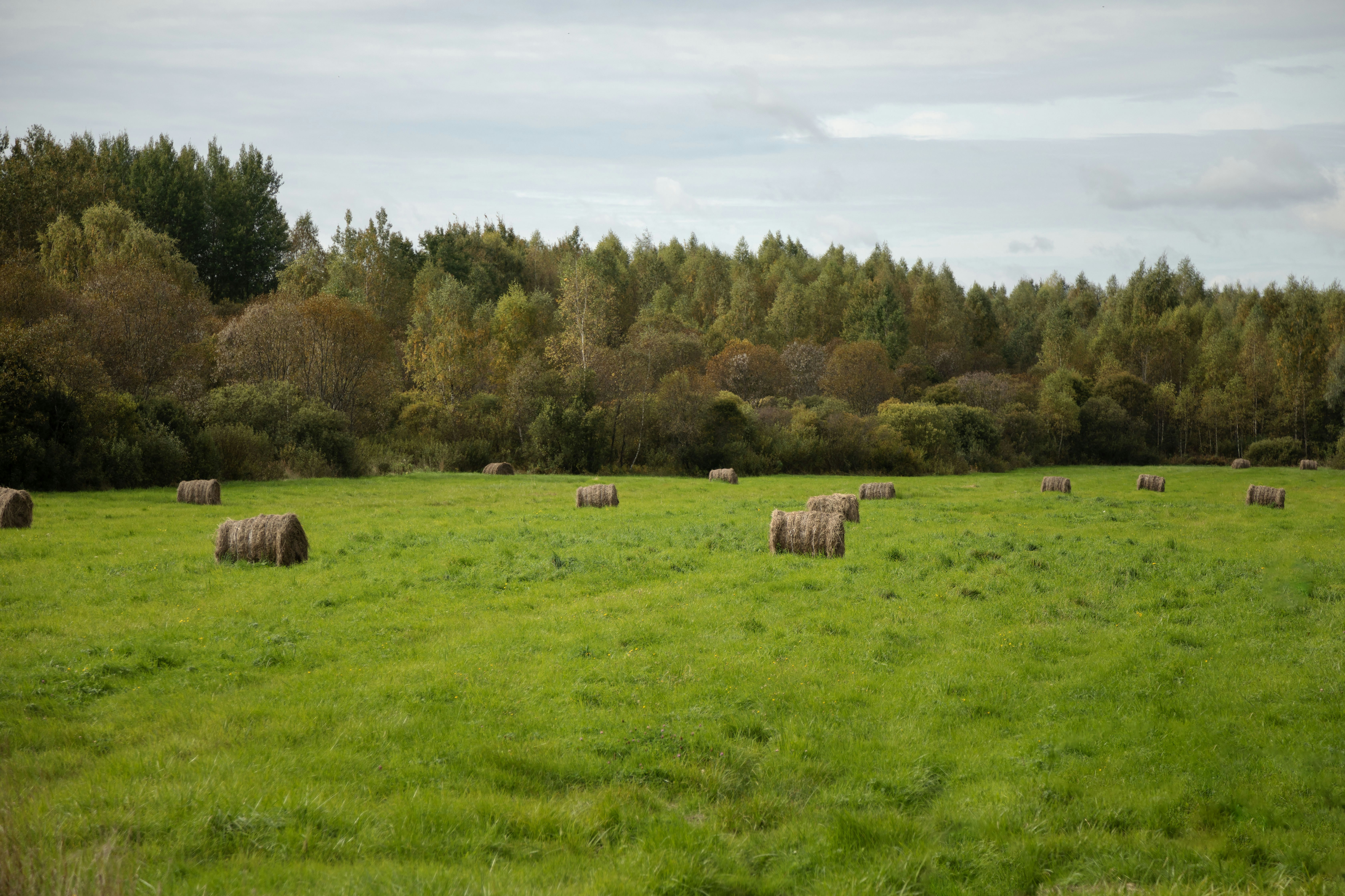 Green field with scattered hay bales and a tree line in the distance, captured in natural daylight. A pastoral landscape showing rural tranquility.