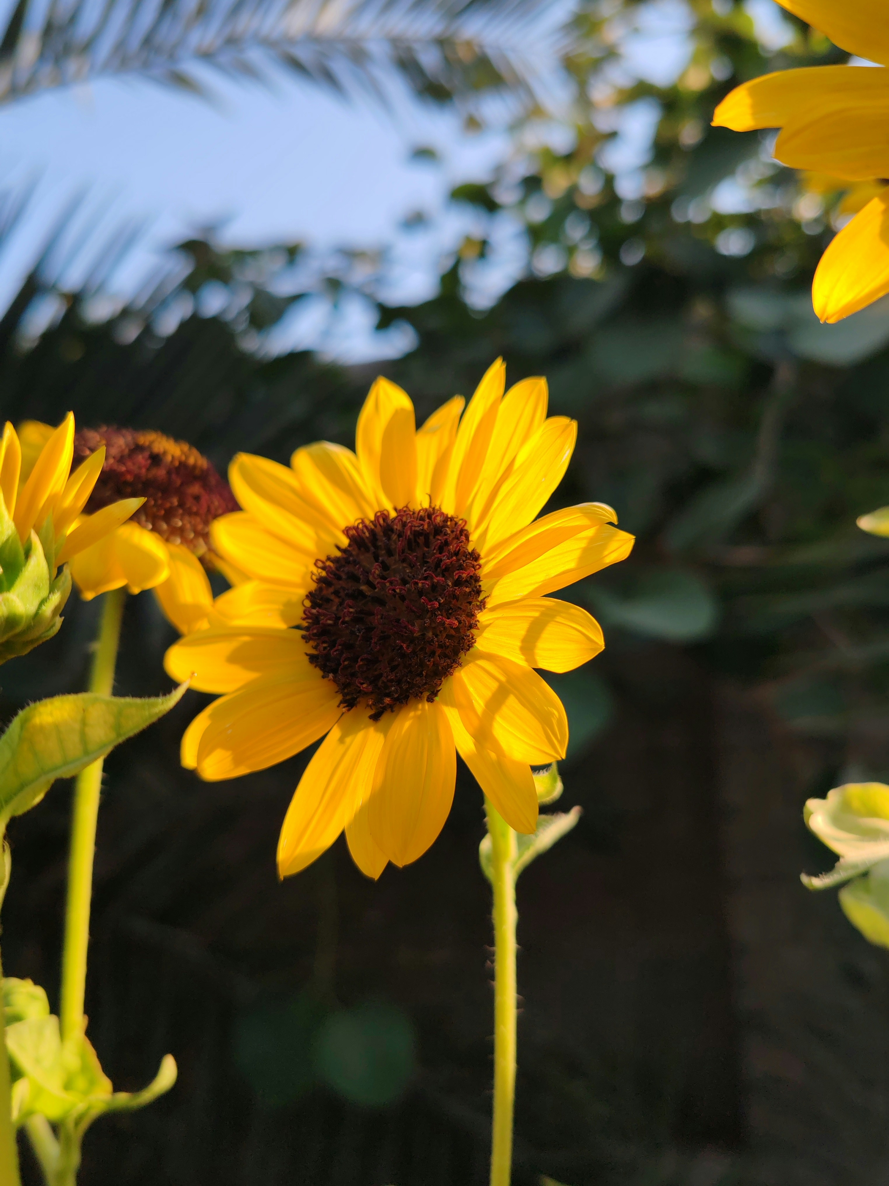 Bright sunflower bloom dominates foreground with crisp petals and dark center; background shows foliage and sunlit garden. Note: color-forward close-up of a garden flower as a standing subject.