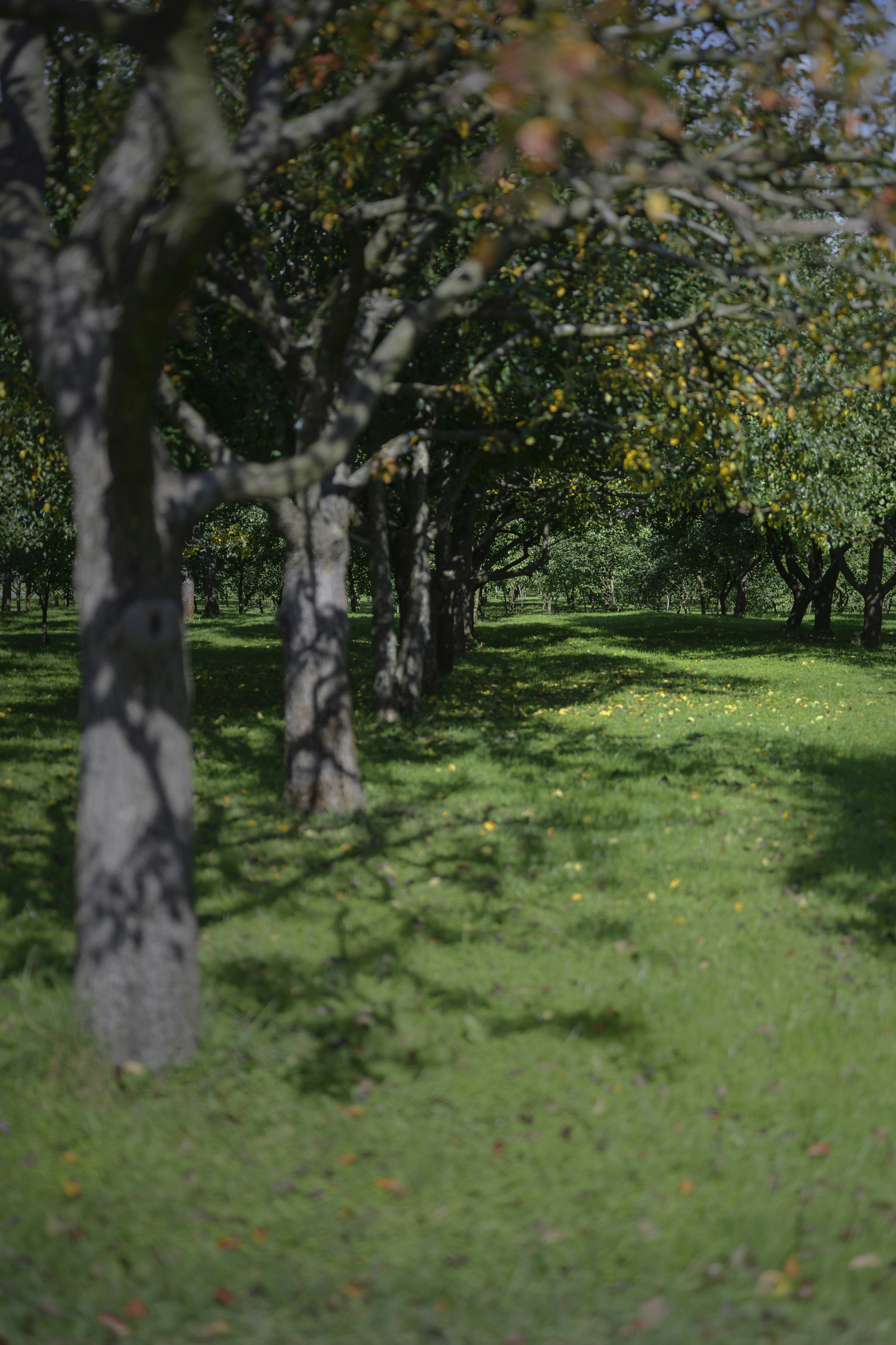Sunlit Row of Orchard Trees: A Quiet Verdant Lane