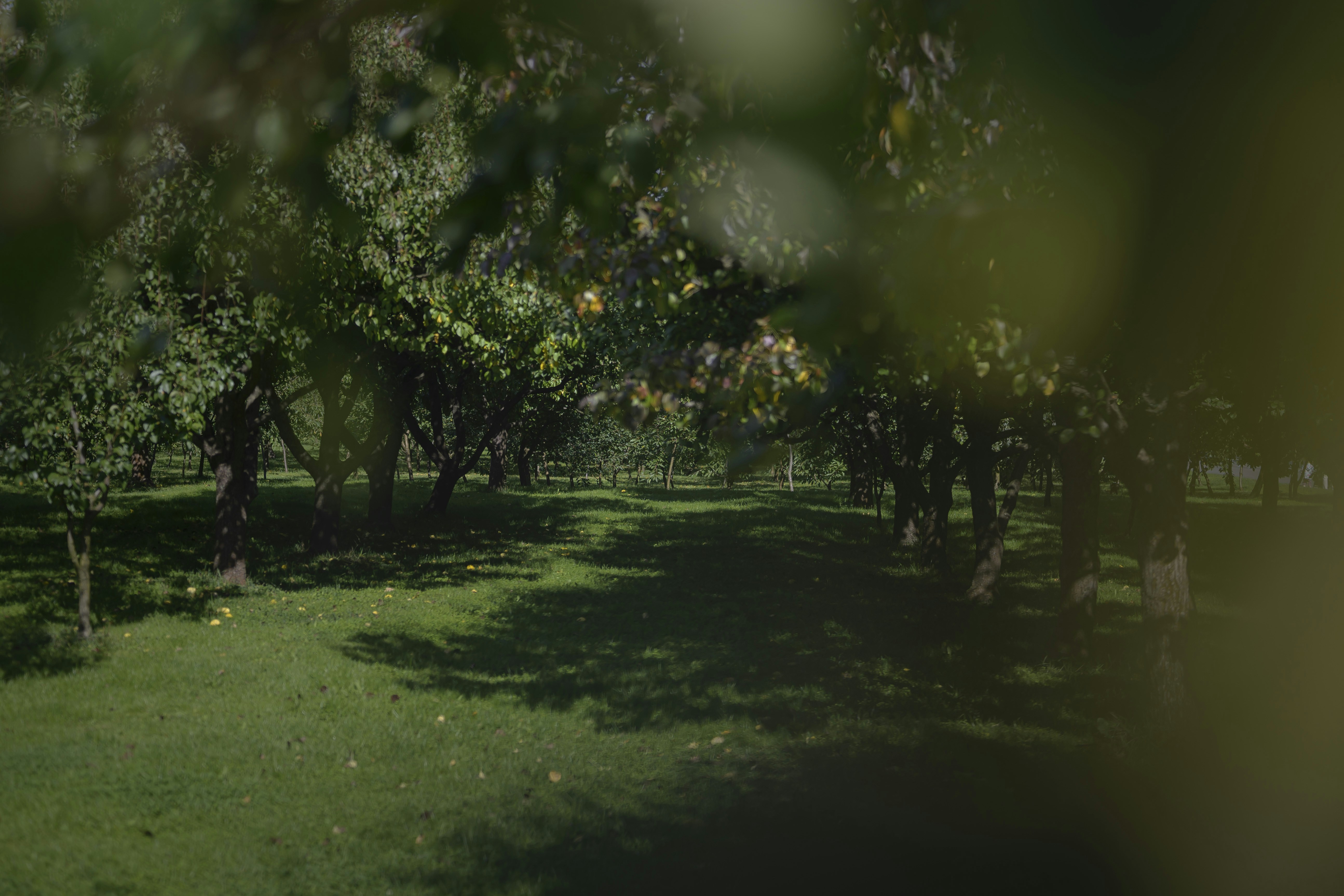Quiet Orchard Afterglow