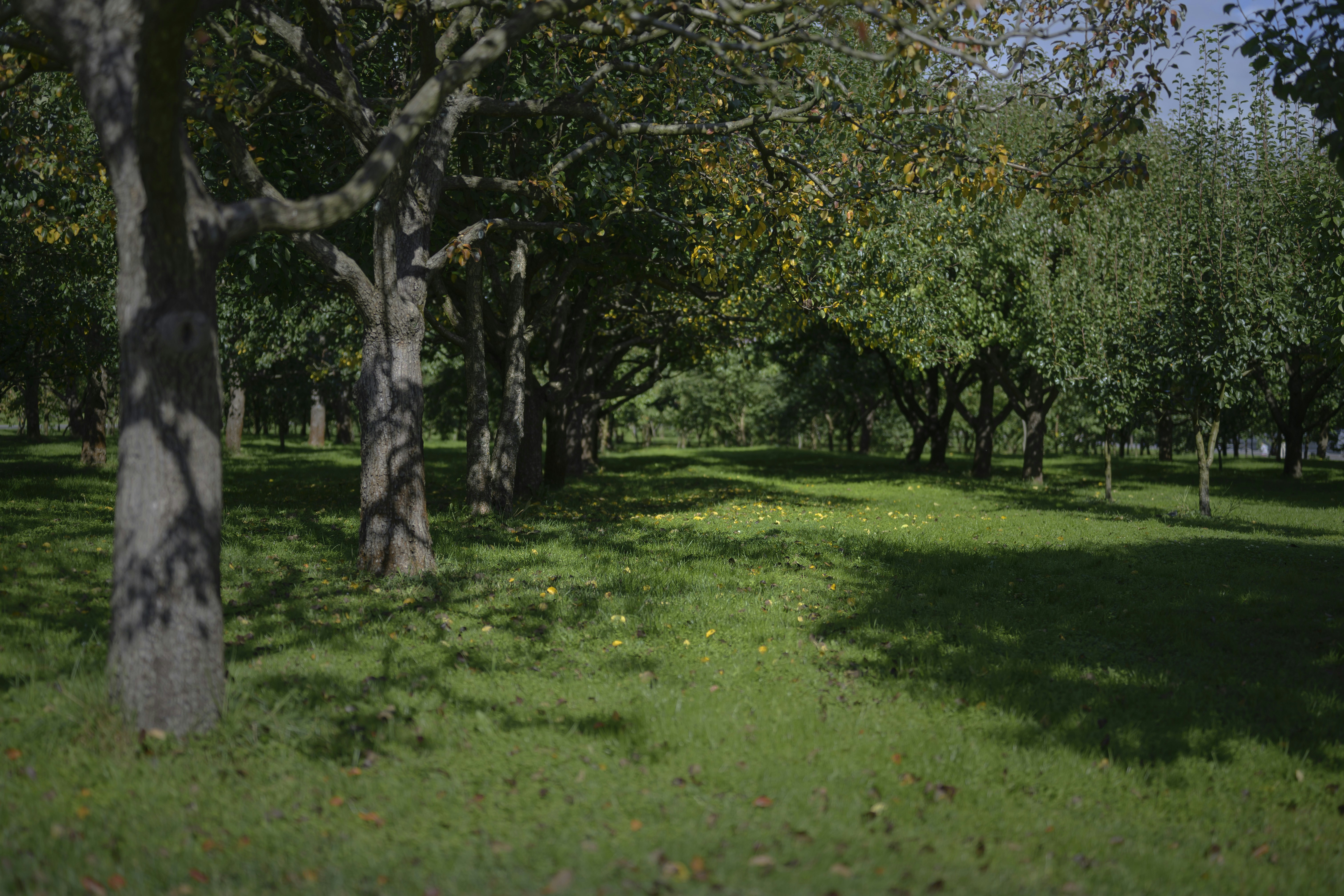Sunlit Avenue of Trees in a Quiet Park
