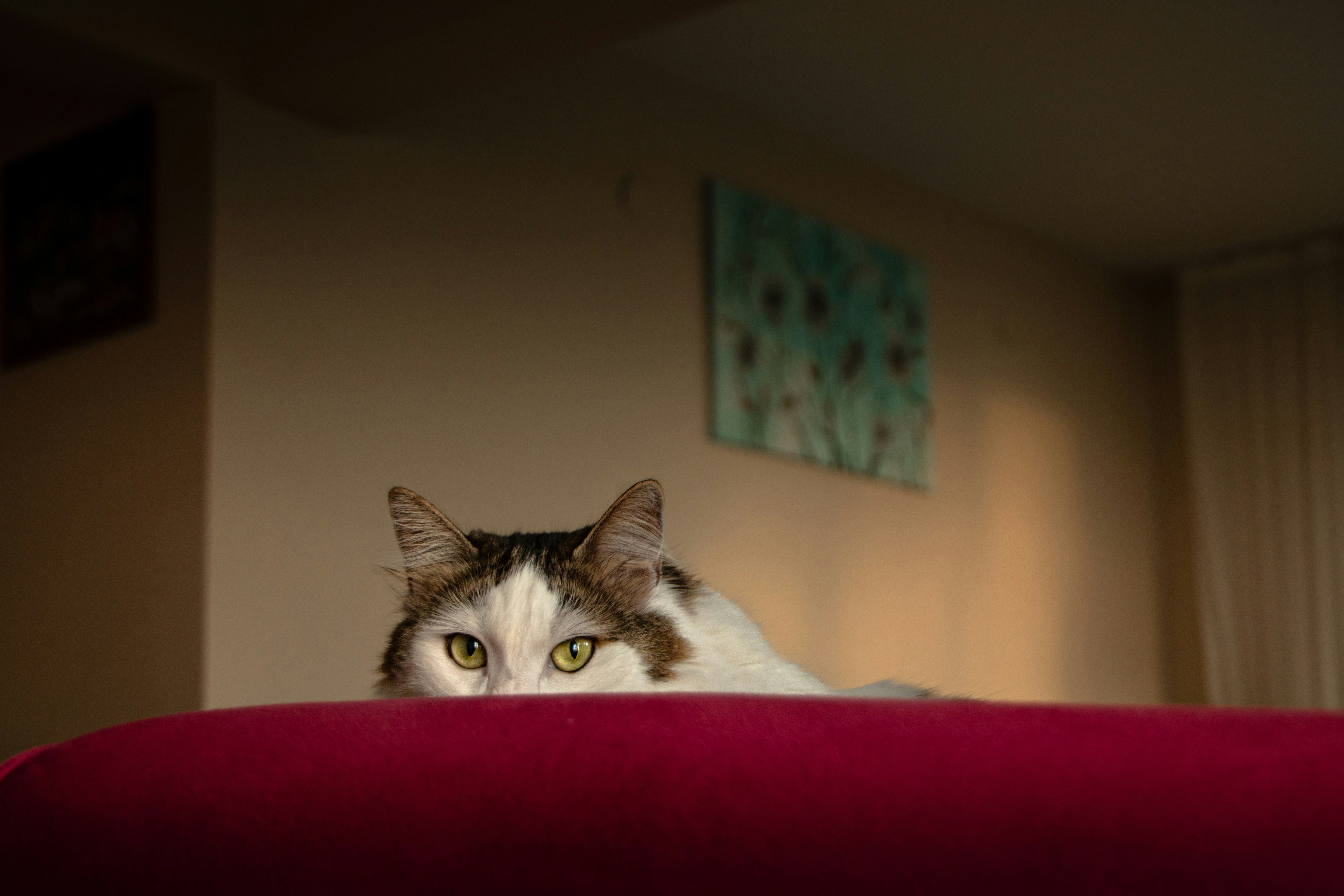 Low-profile Whiskered Watcher Over a Velvet Red Edge