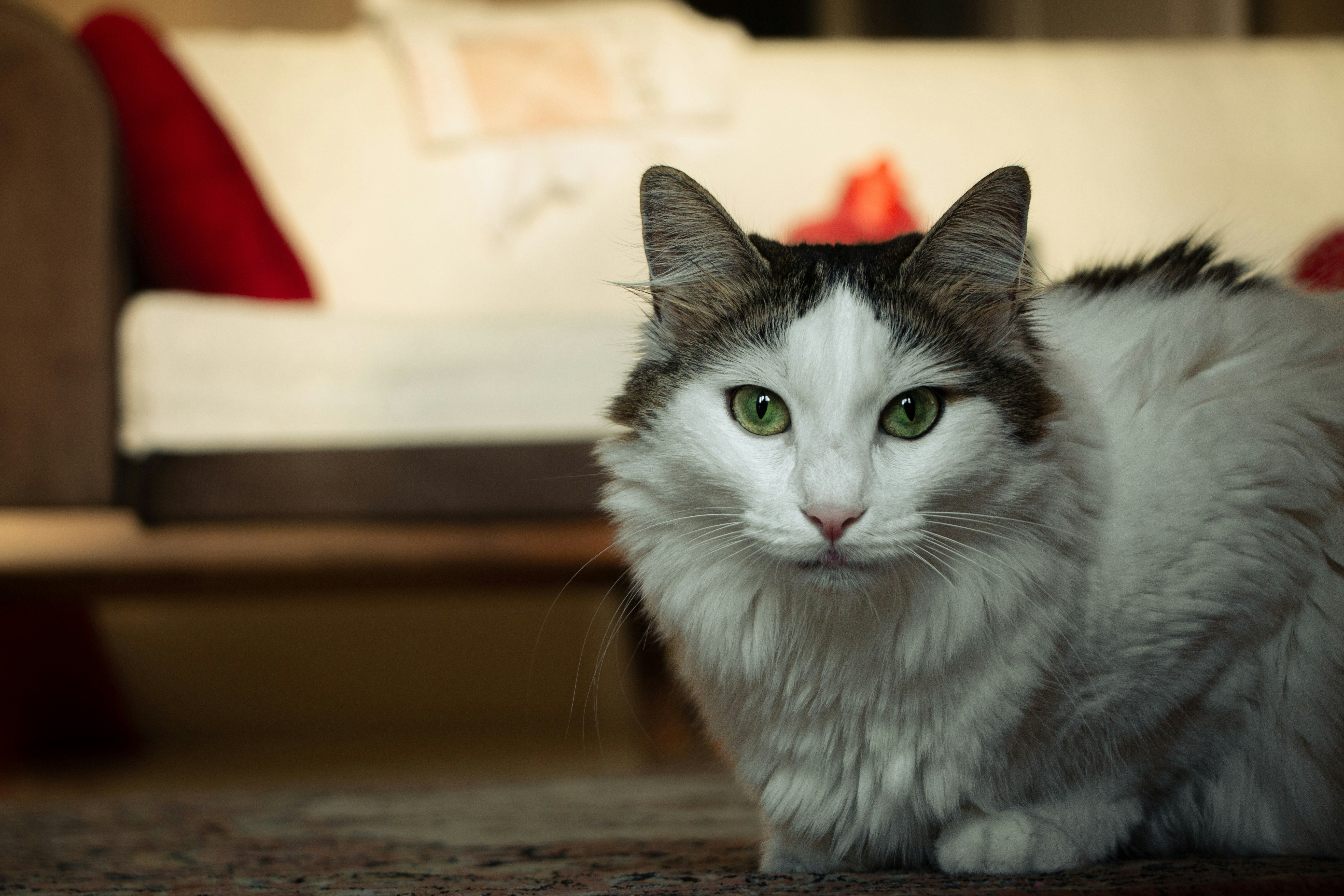 Cozy Feline Watch: Green-Eyed Cat in a Quiet Living Room
