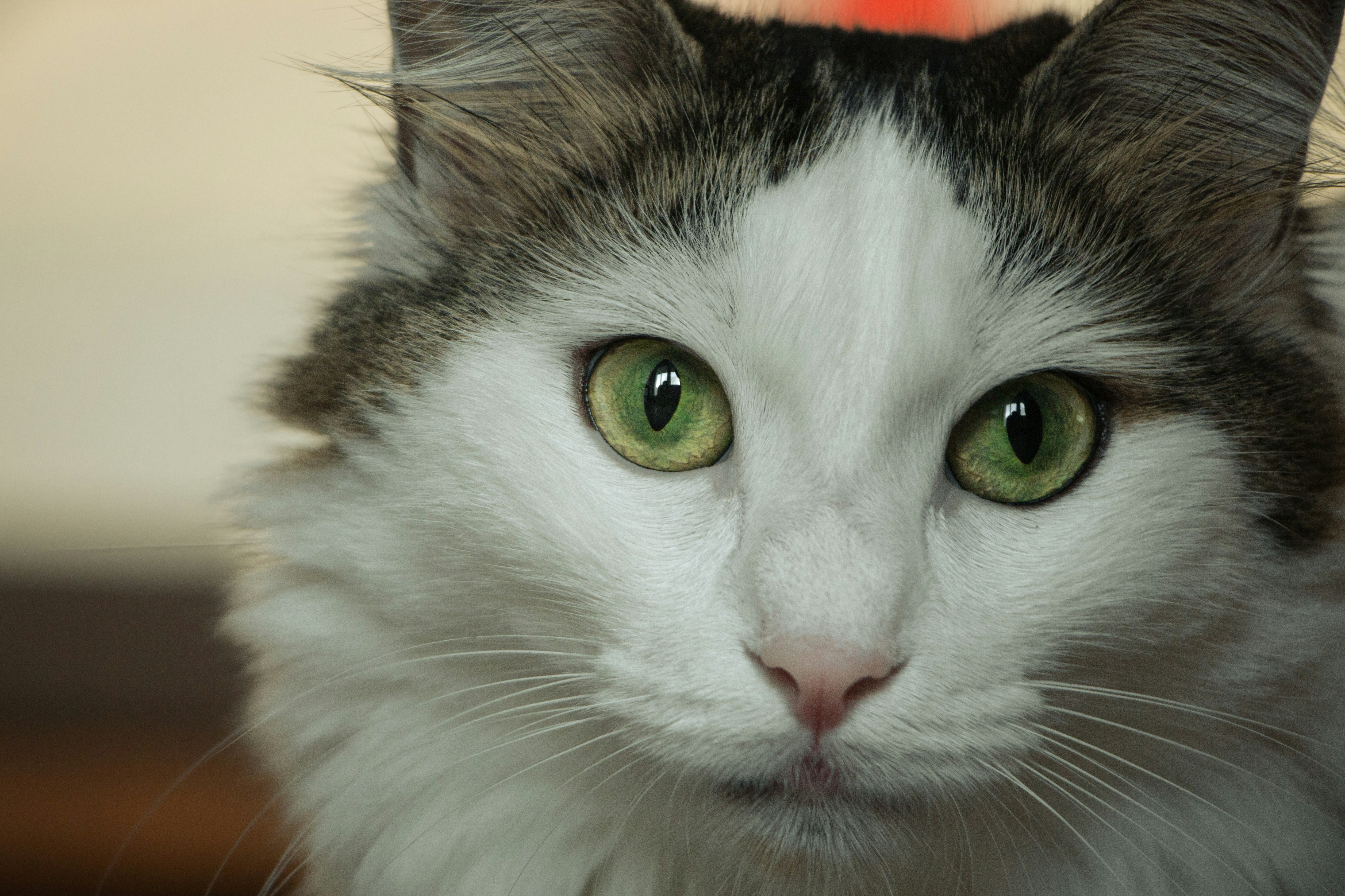 Emerald Gaze: A Cat’s Close-Up in Soft Portrait Light