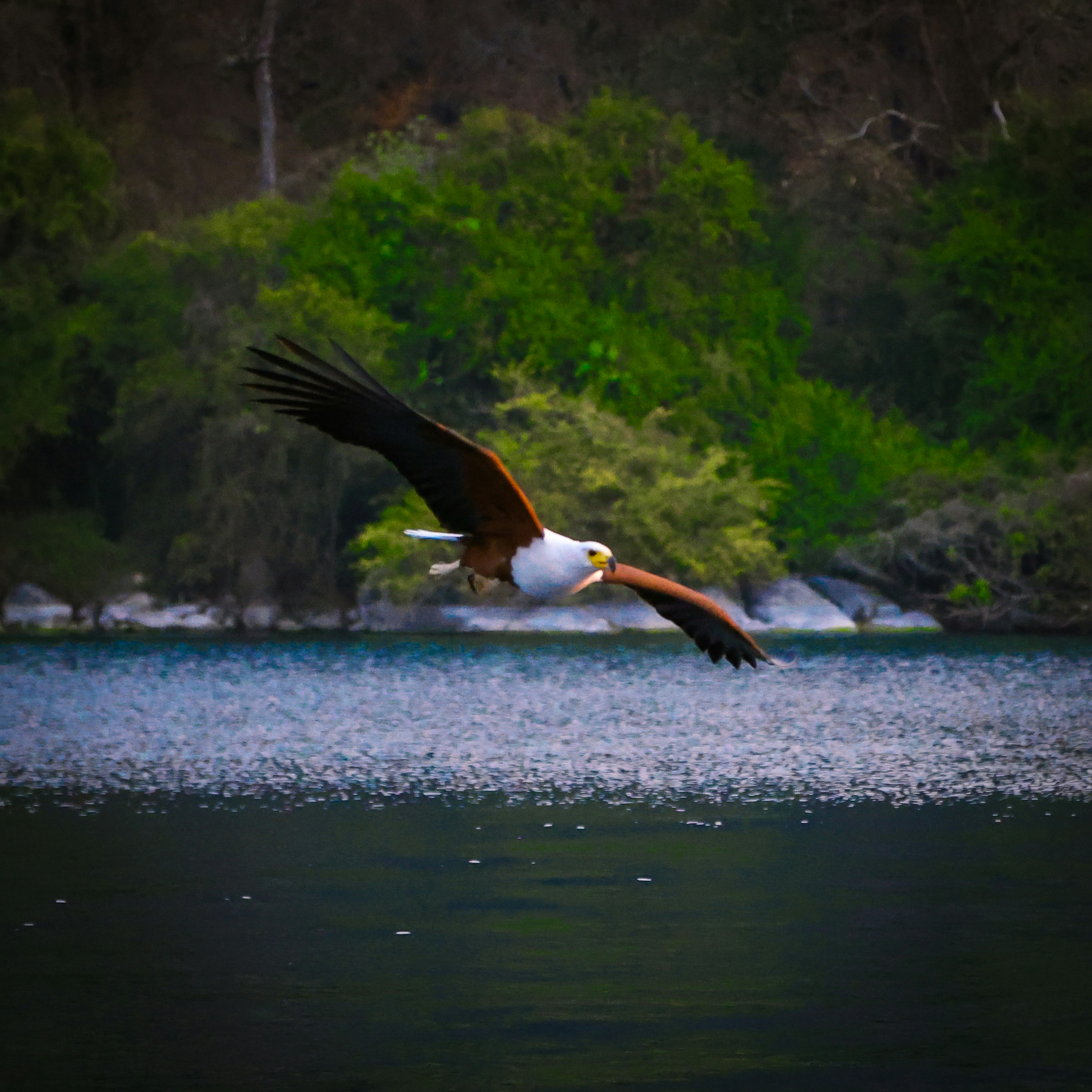 Majestic Glide: An Osprey Rounds the Lake Membrane