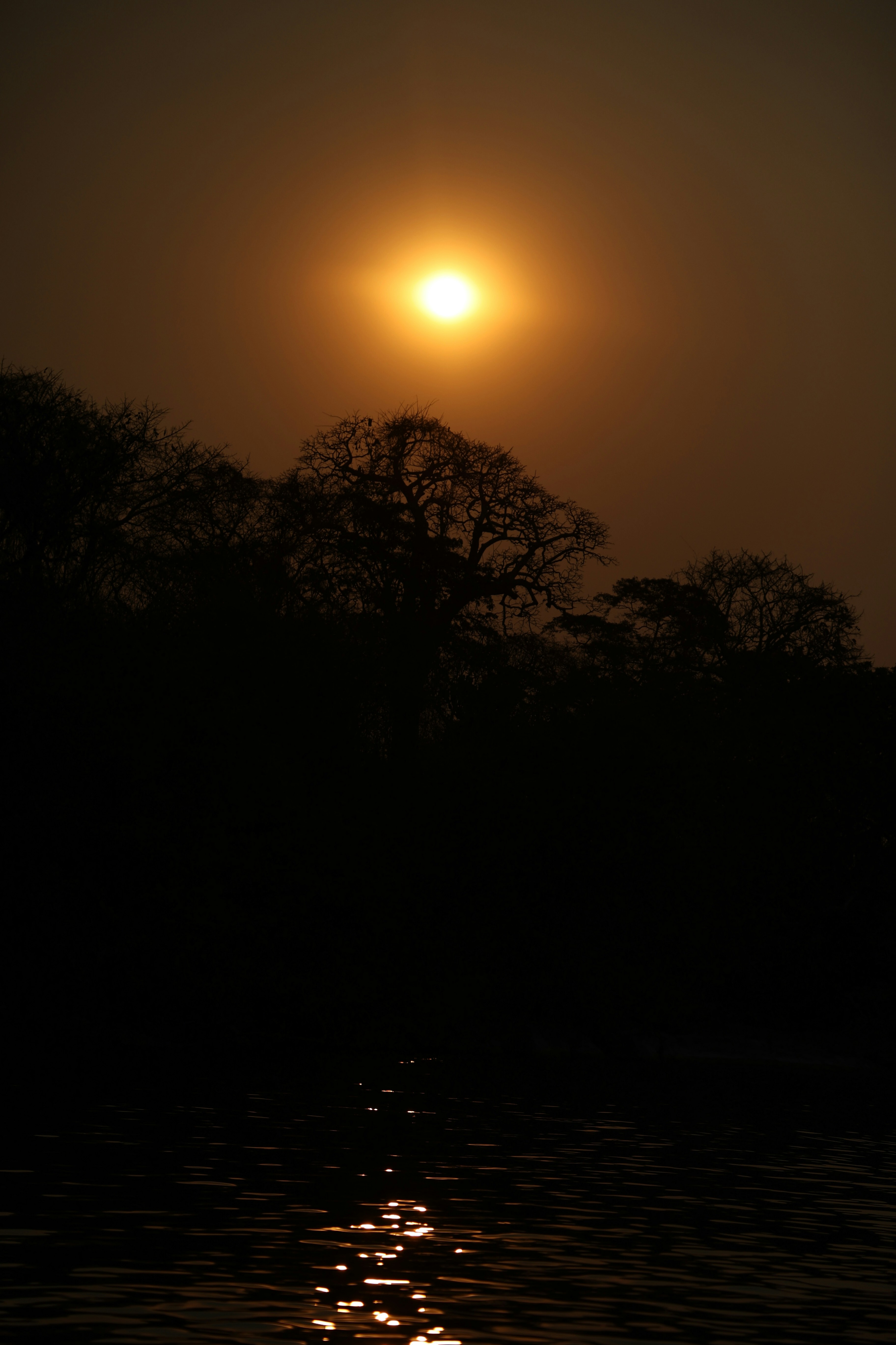 Sunlit silhouette: trees beneath a low-hanging sun over a calm river