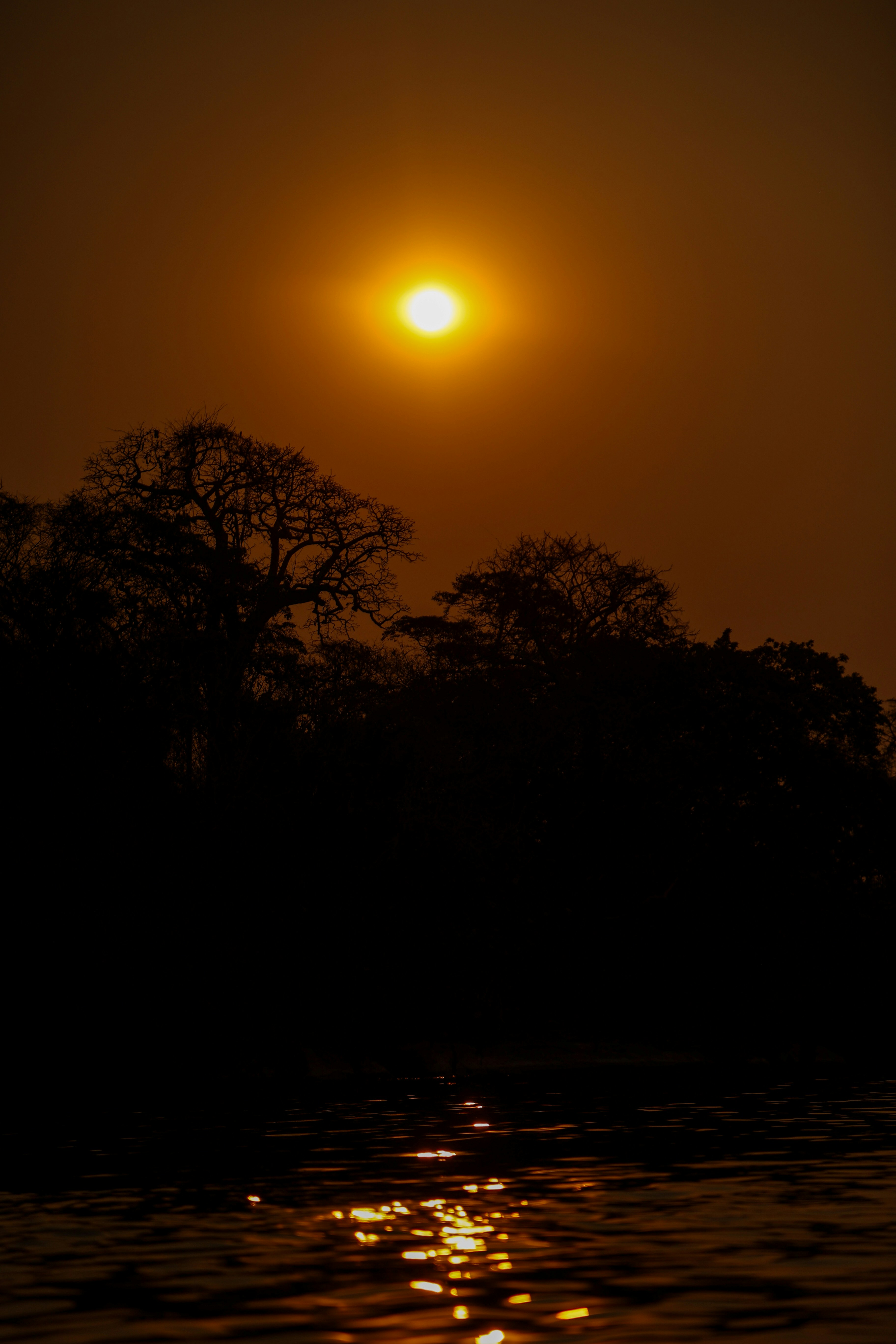 Solar Ember Over Silhouetted Trees