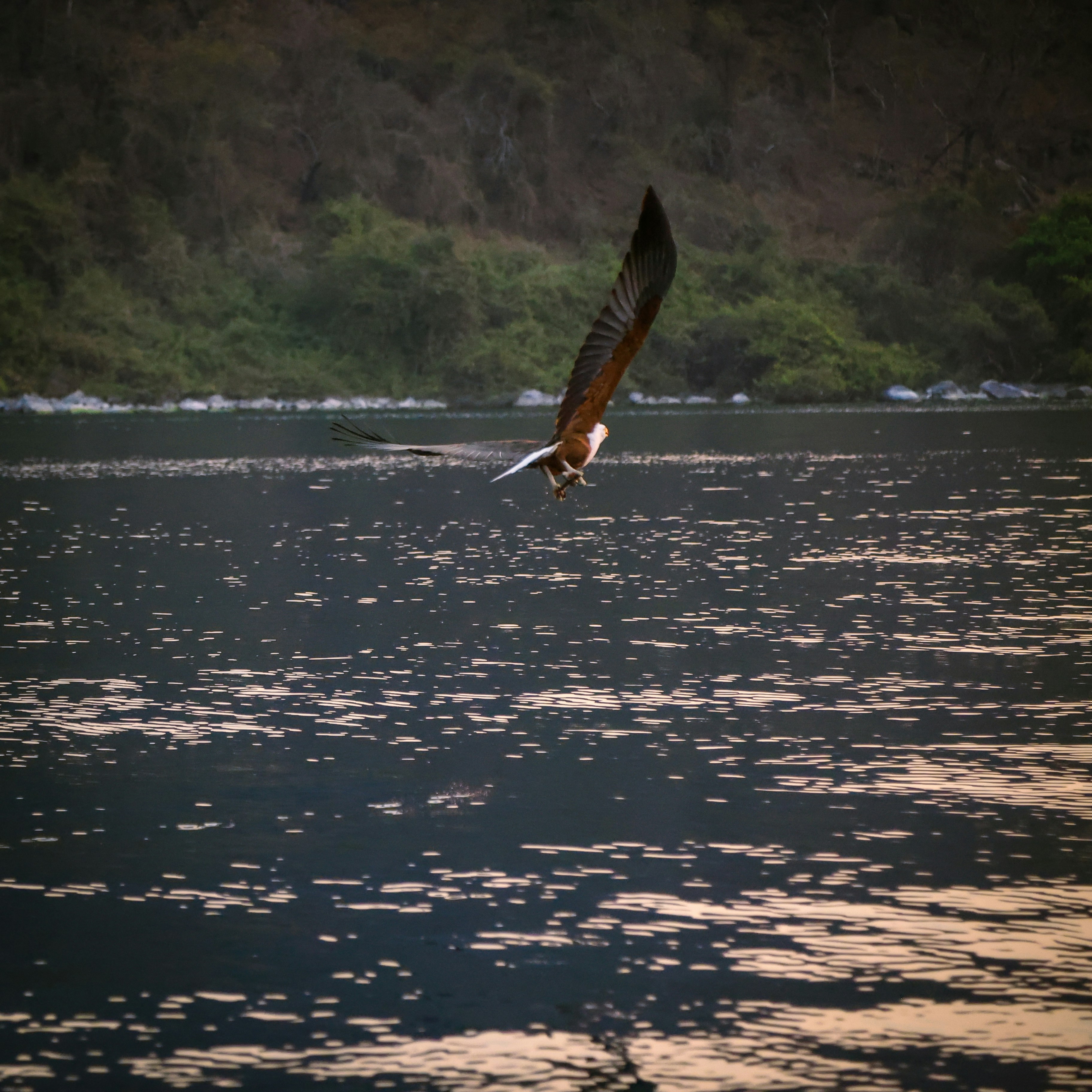 Soaring Hunter Over Quiet Fjord