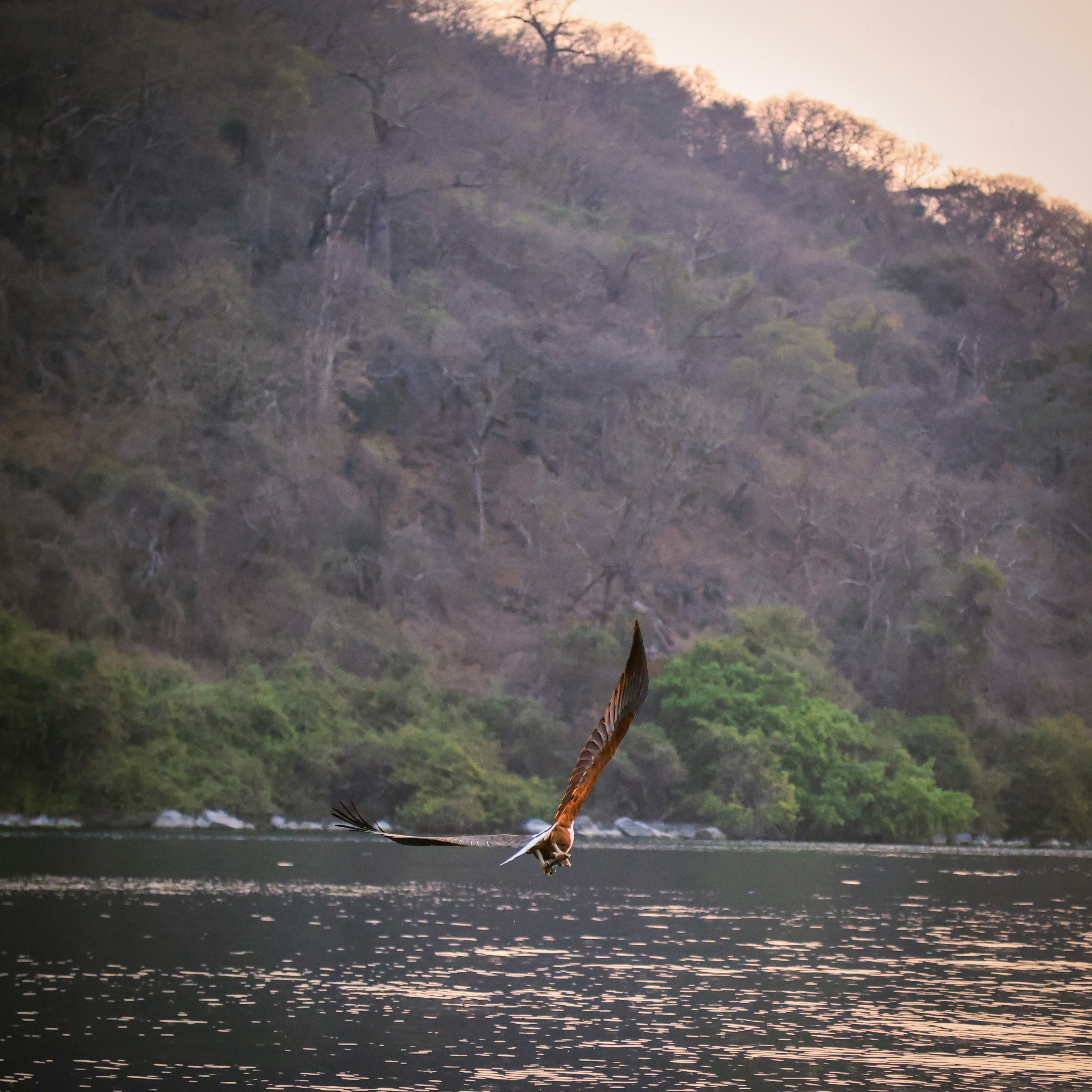Bird in flight over a calm lake with forested shoreline at dusk; natural scenery without people. (Photo is a landscape scene capturing wildlife near water.)