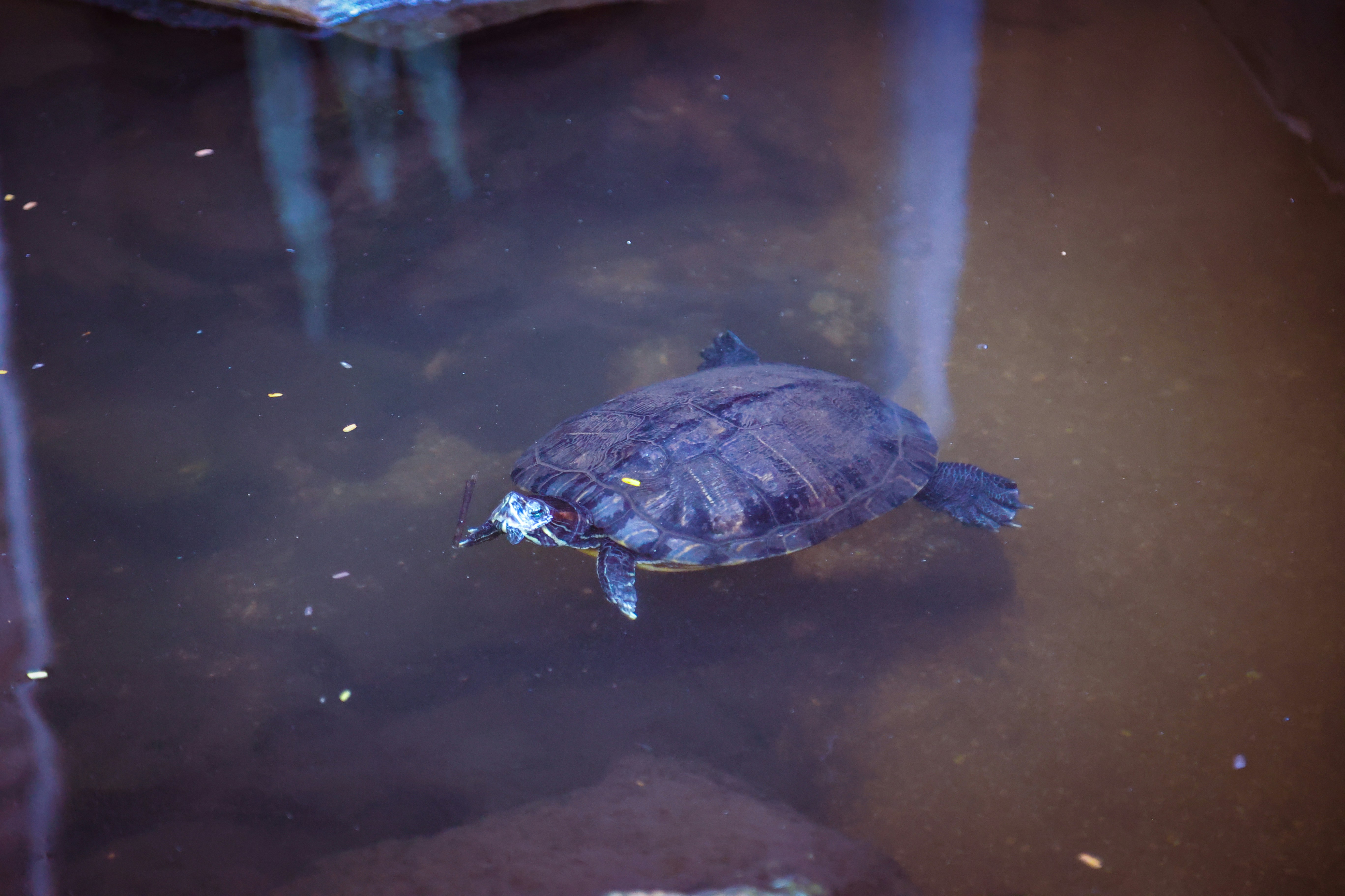 Floating Patient: A Turtle Drifts in Murky Pond Light