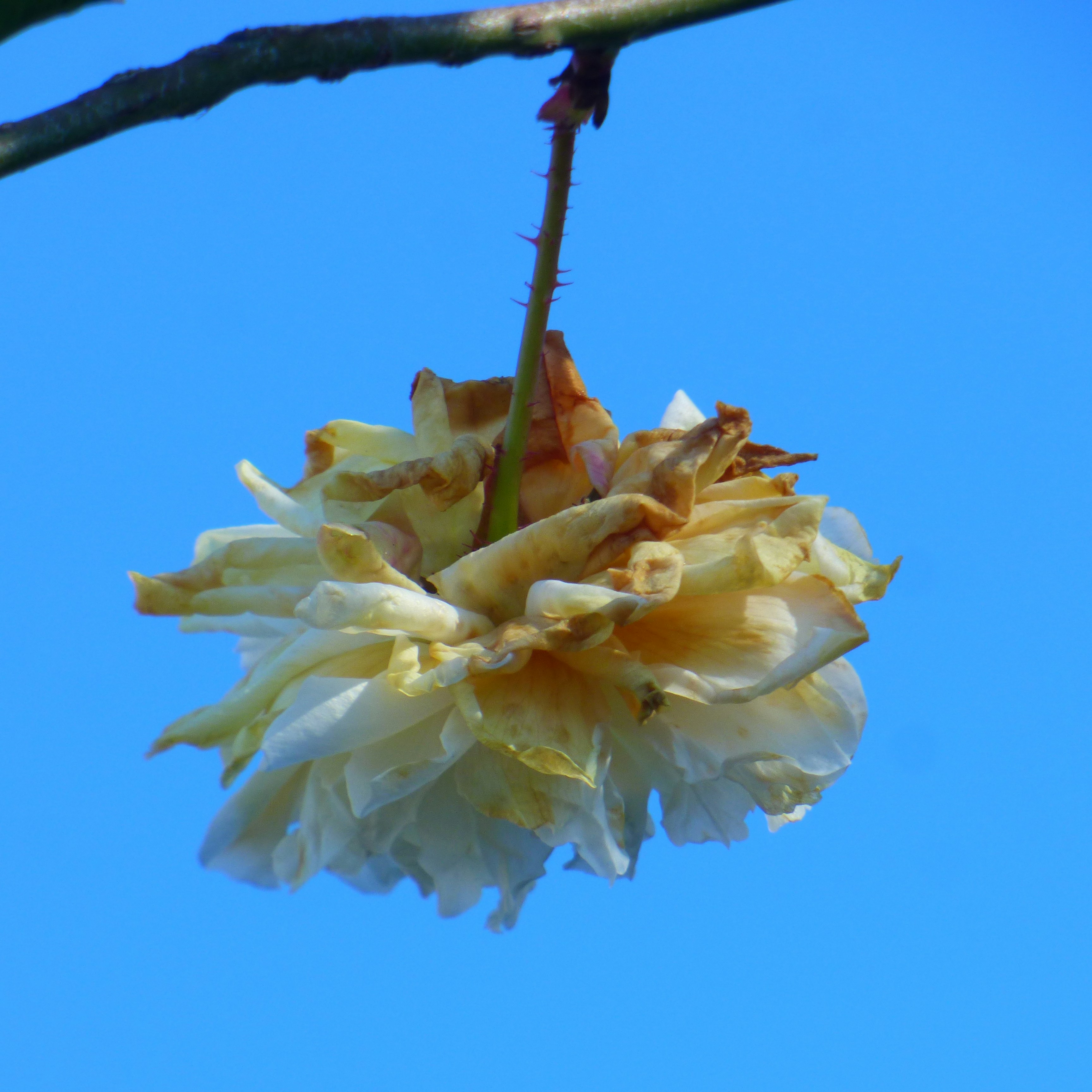Blossom in Flight Under a Clear Blue: A Wilted Rose Pendant from Above