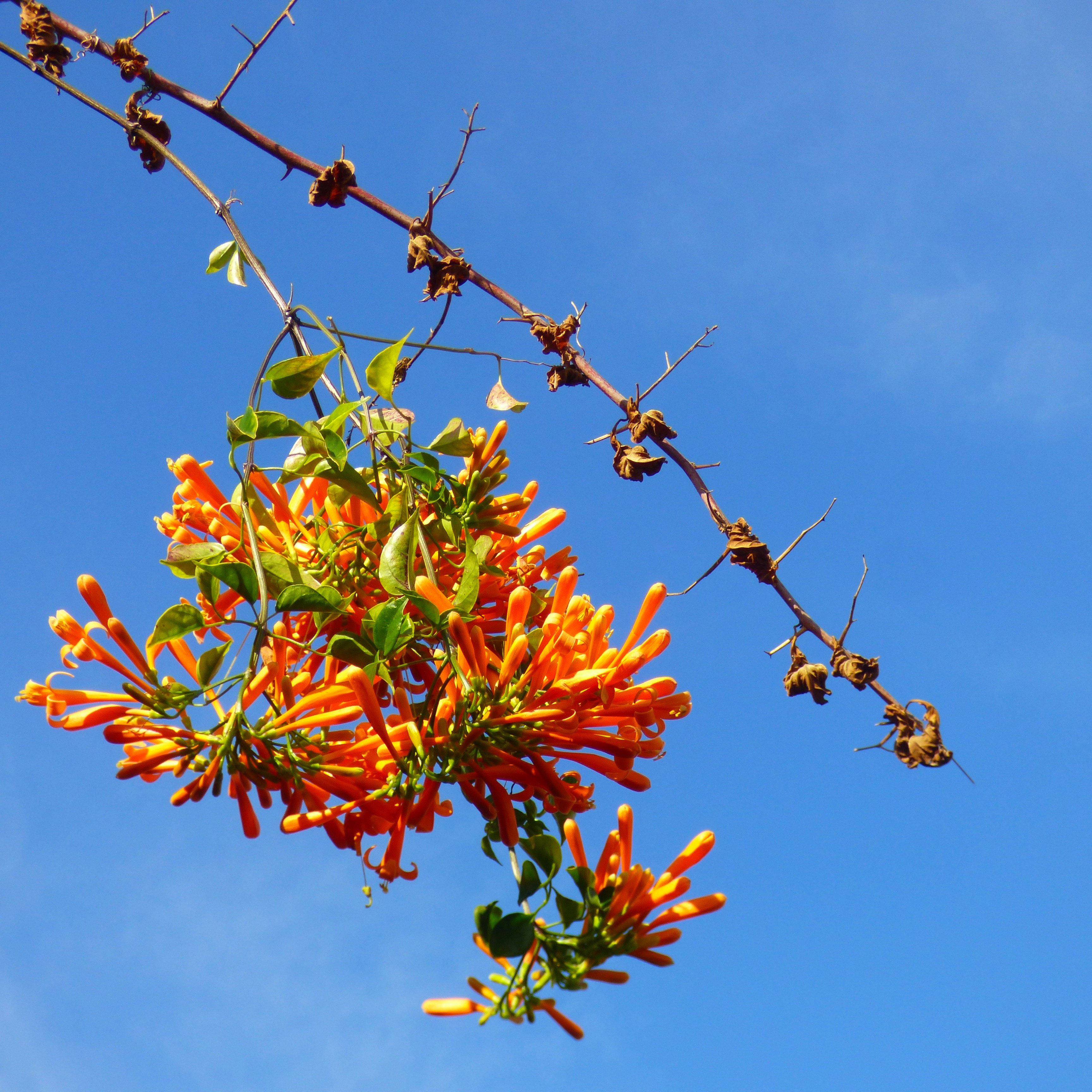 Orange Bloom Against a Clear Blue Sky