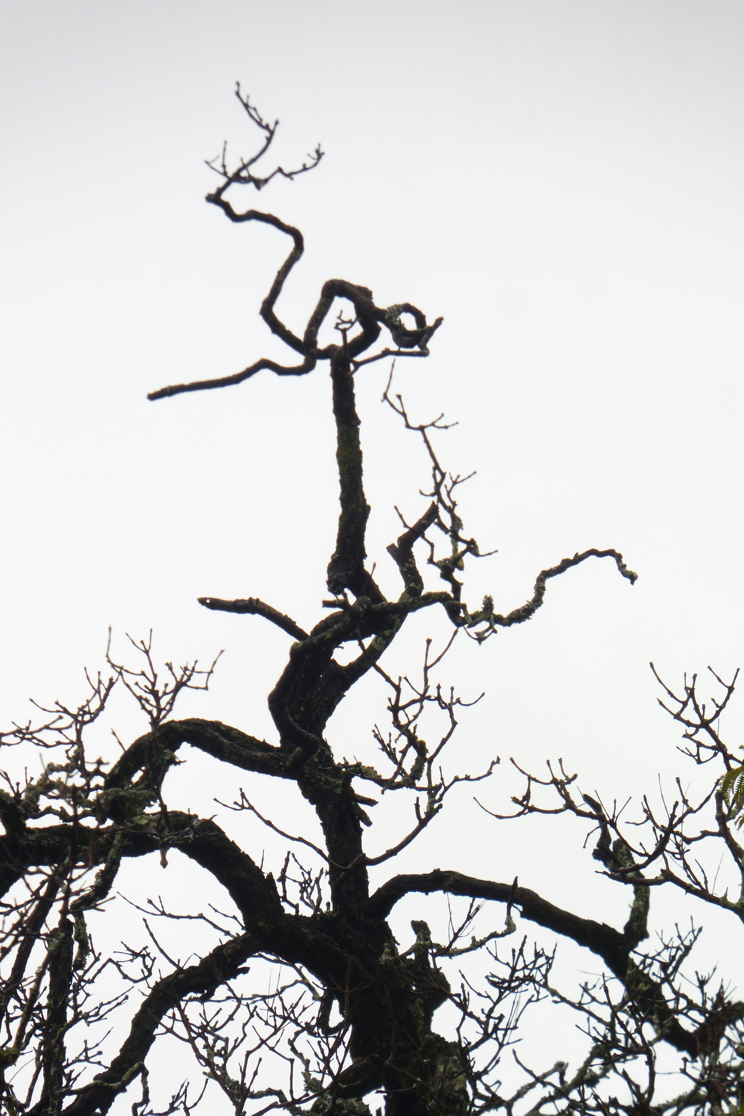 Gnarled Sentinel: A Leafless Tree Reaches Toward Winter Sky