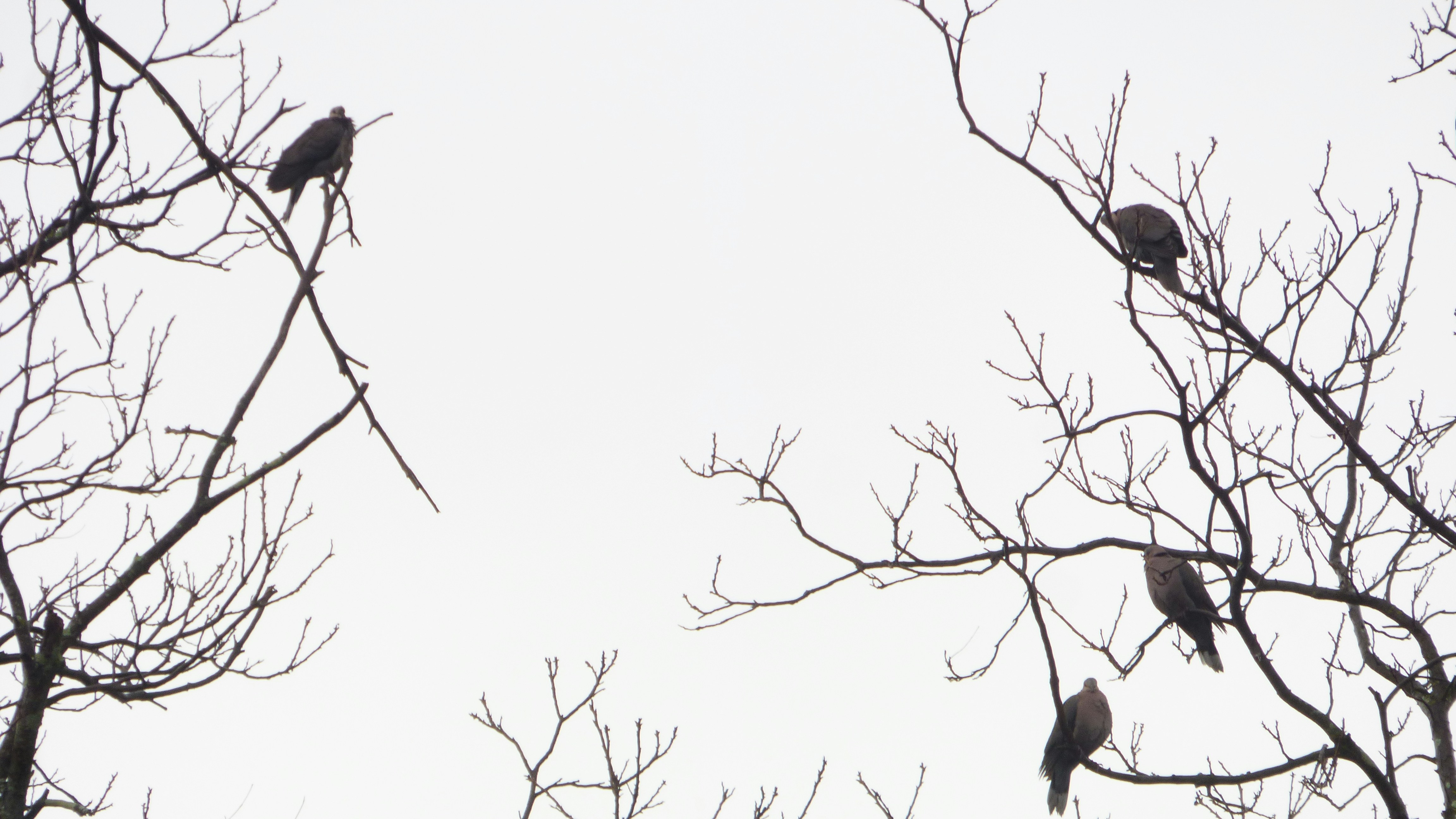 Silhouetted Chorus: Three Crows on Winter Branches