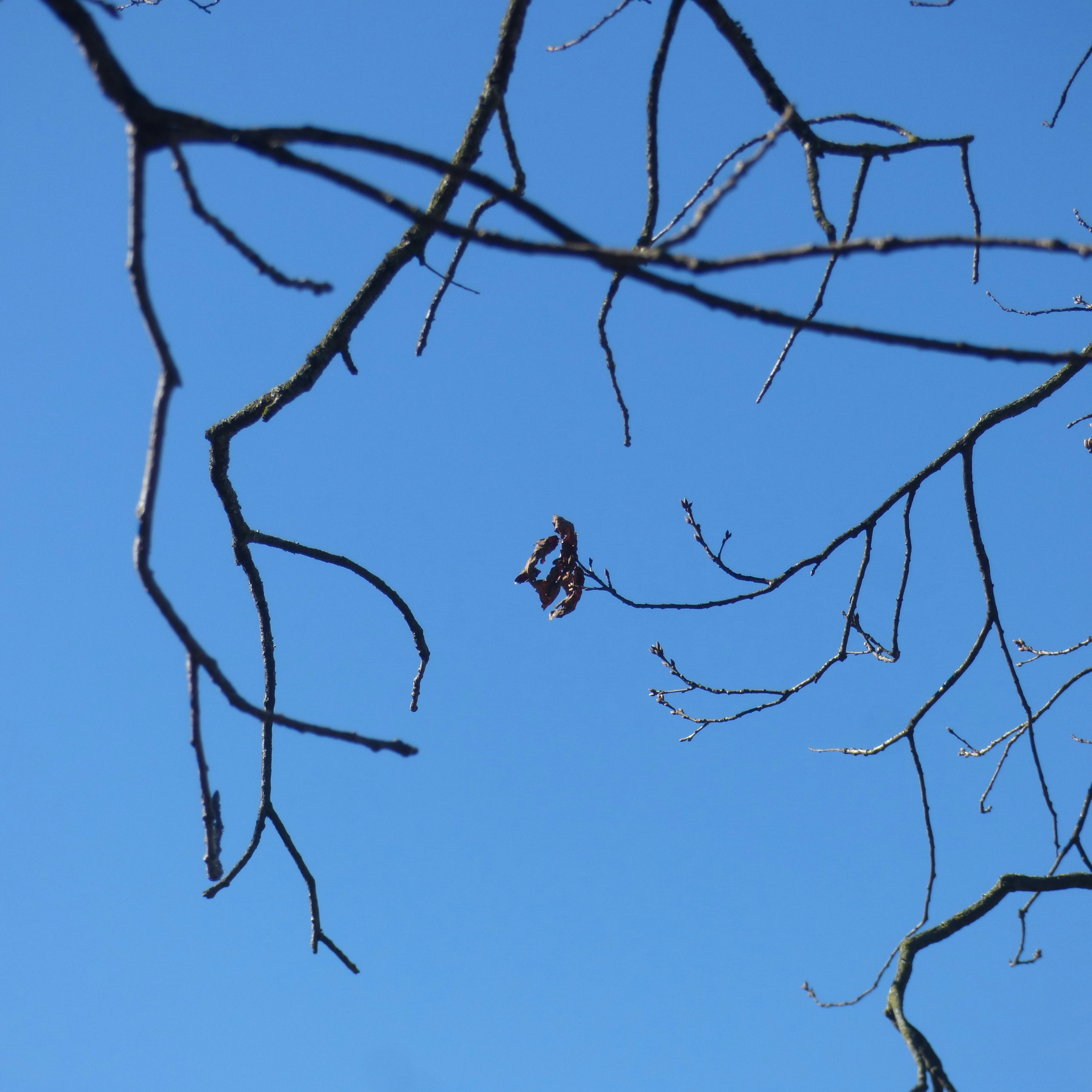 Lone Branch Silhouette in Clean Blue Sky