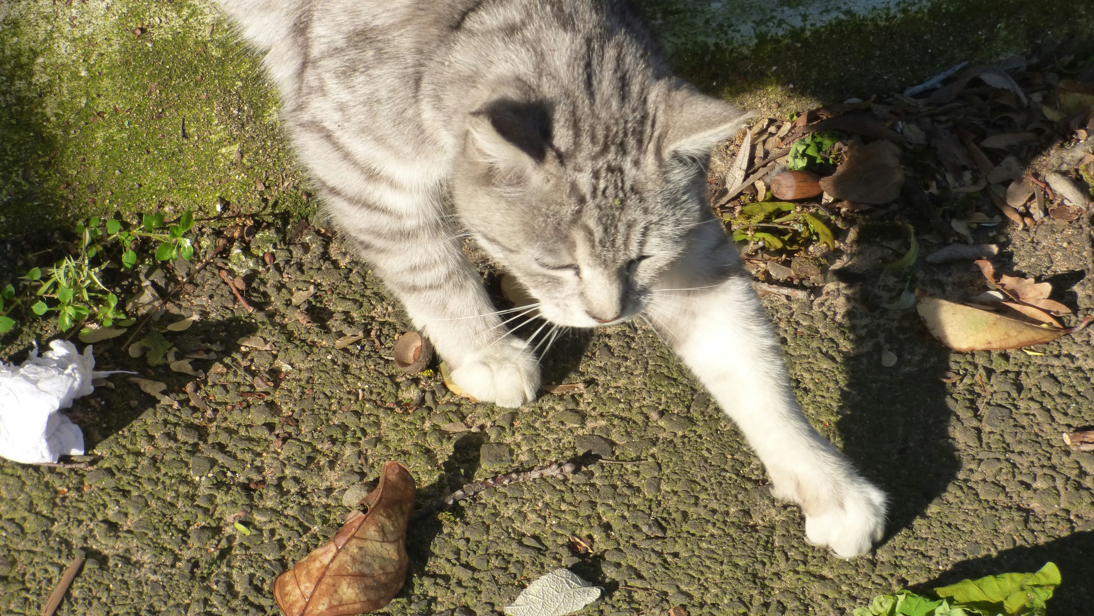 Midstep Cat: Focused Gaze on the Ground