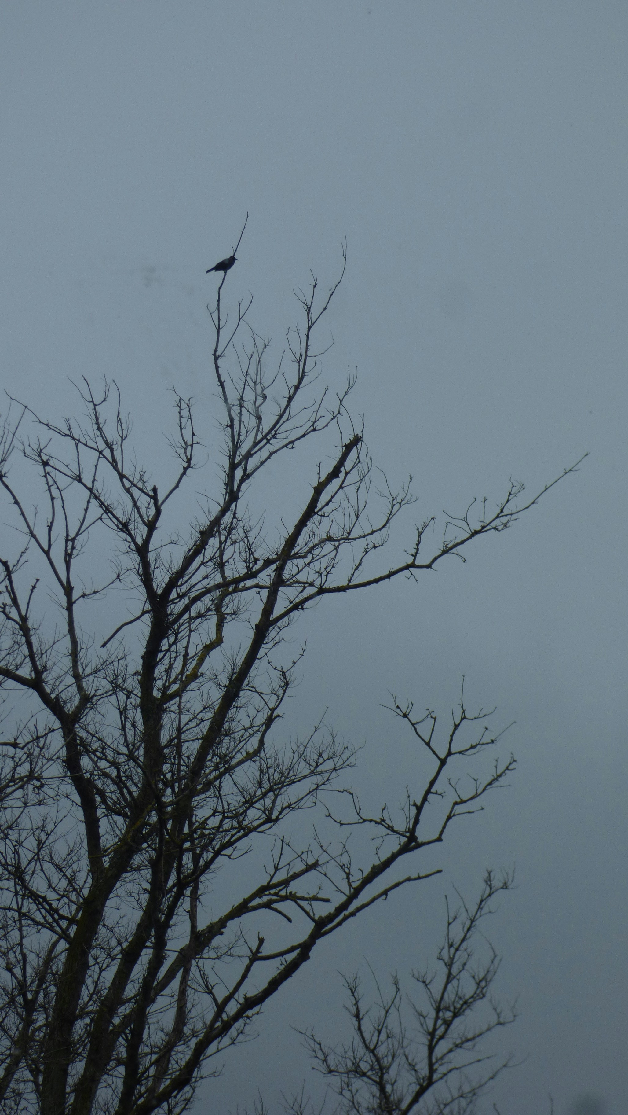 Perched Vigil: A Lone Heron Tames the Sky on a Bare Branch