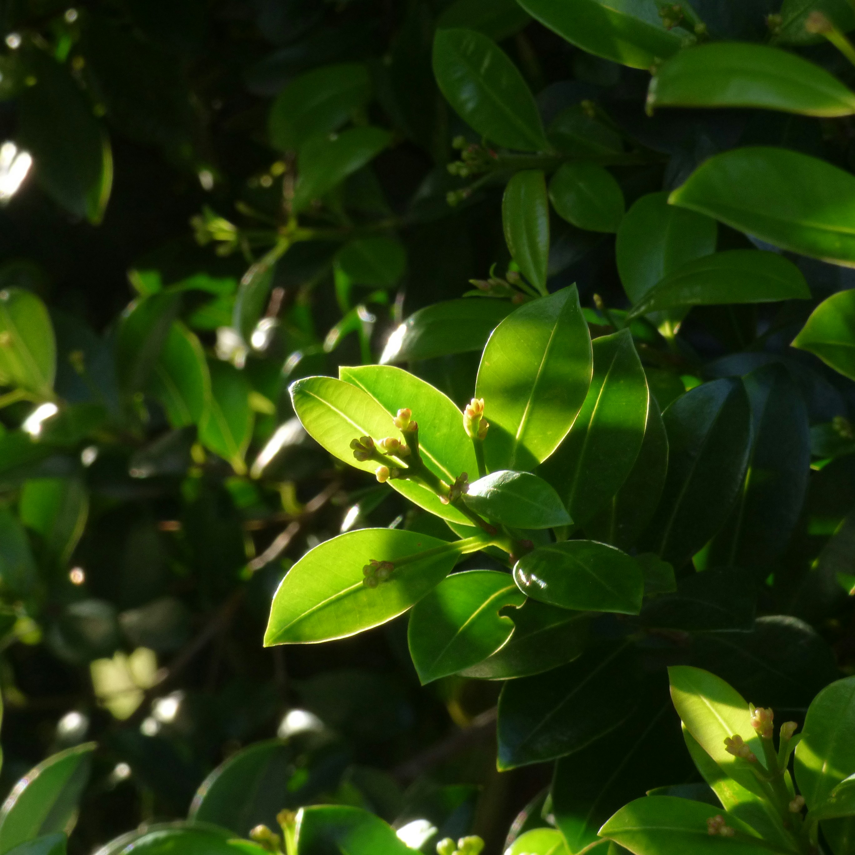 Sunlit Leaves: A Close-Up of Green Gleam and Quiet Detail