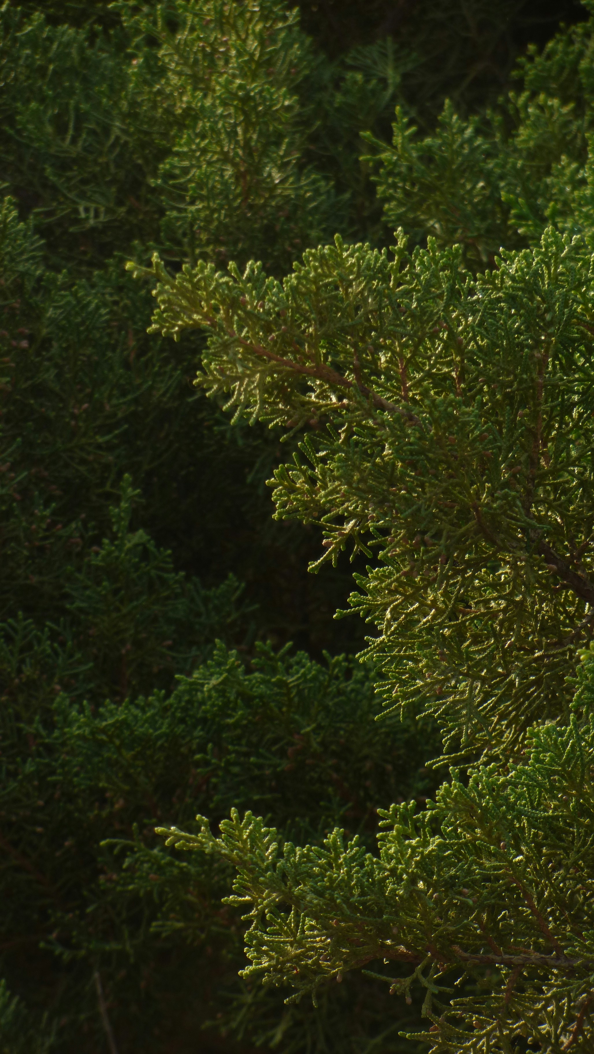 Sunlit Evergreen Fronds in Quiet Shadow