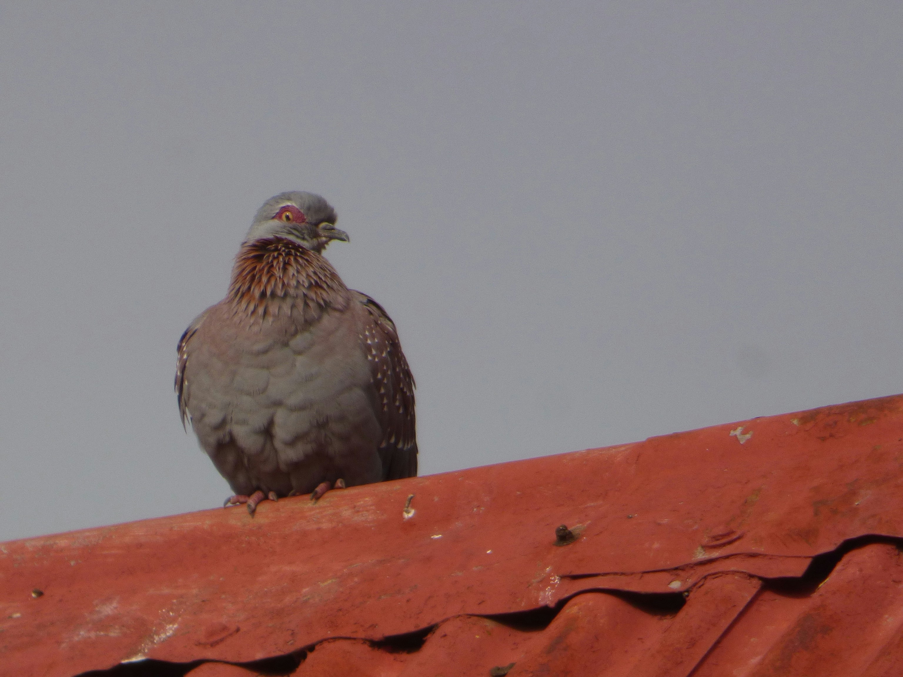 Red-eyed Rock Dove Perched on Aged Roof Tile