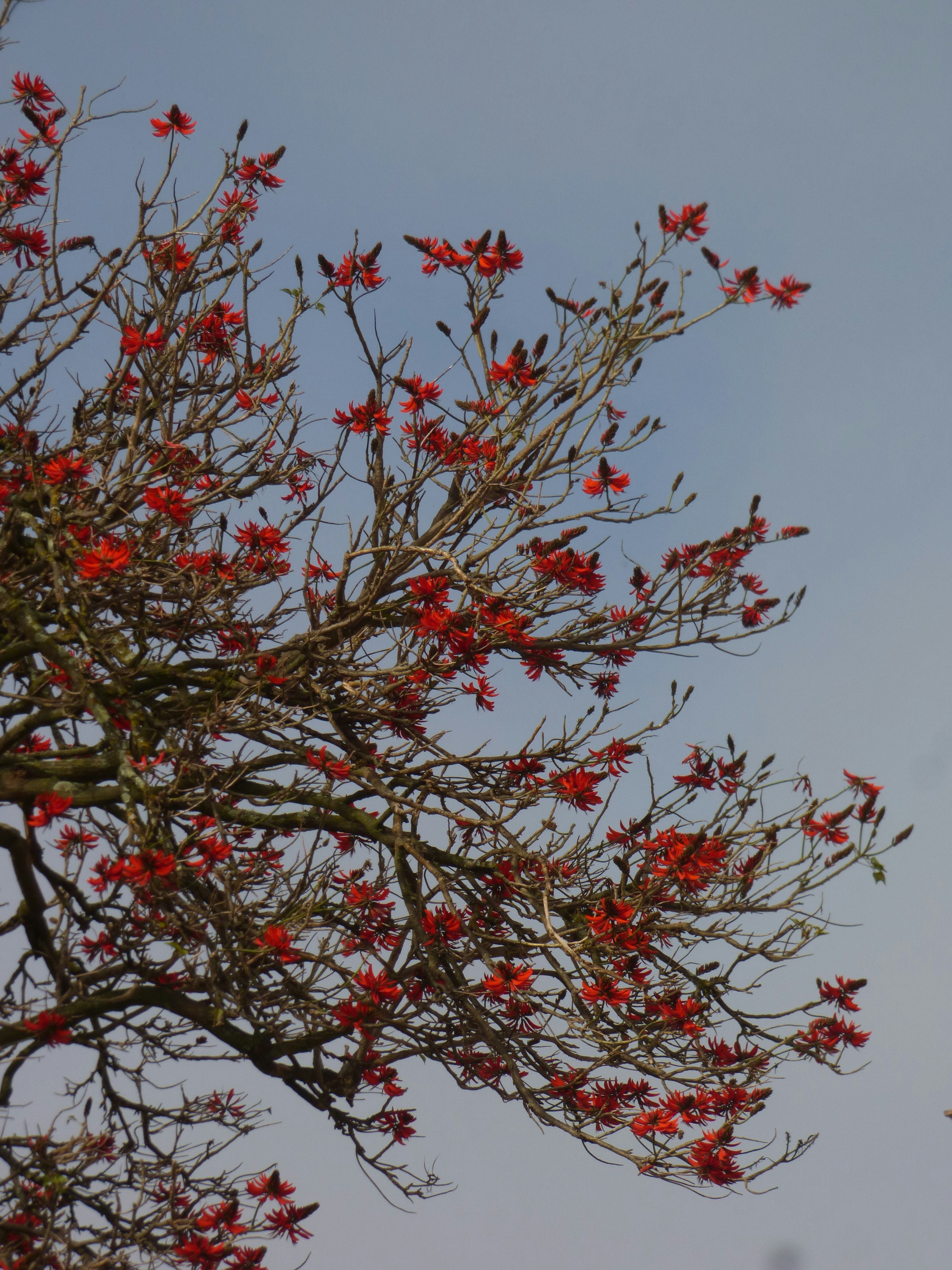 Red Blossoms at the Edge of Winter