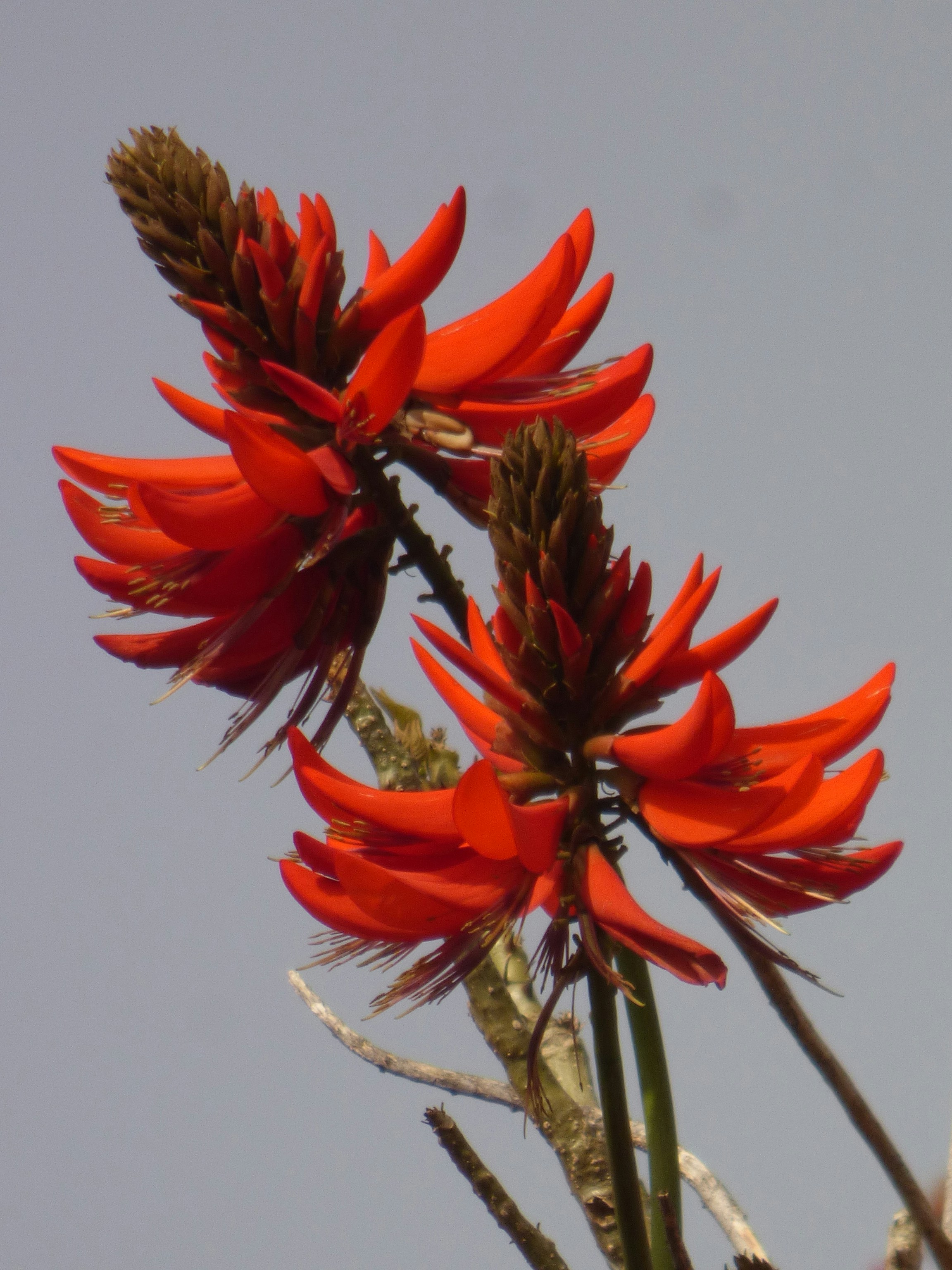 Red Torch Blossoms Reach Toward the Sky