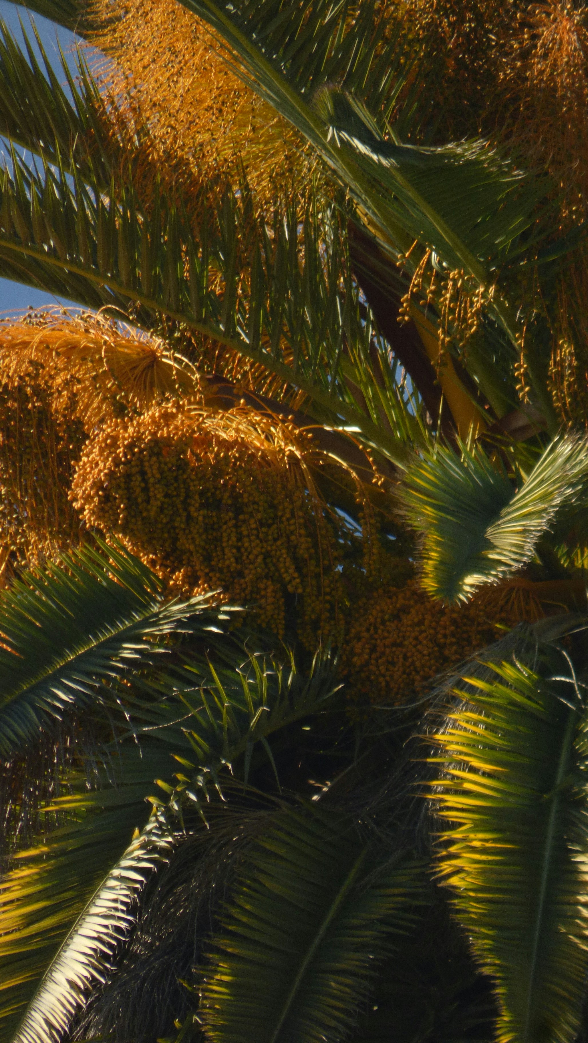 Golden Clusters Among Palm Fronds