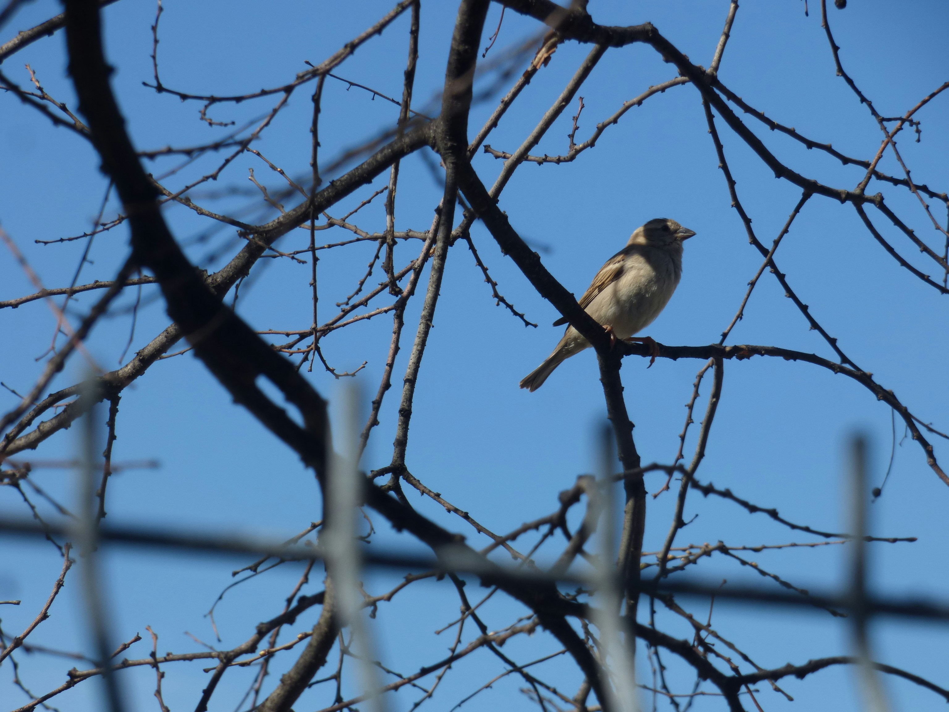 Perched on a Tangle of Branches Against a Clear Sky