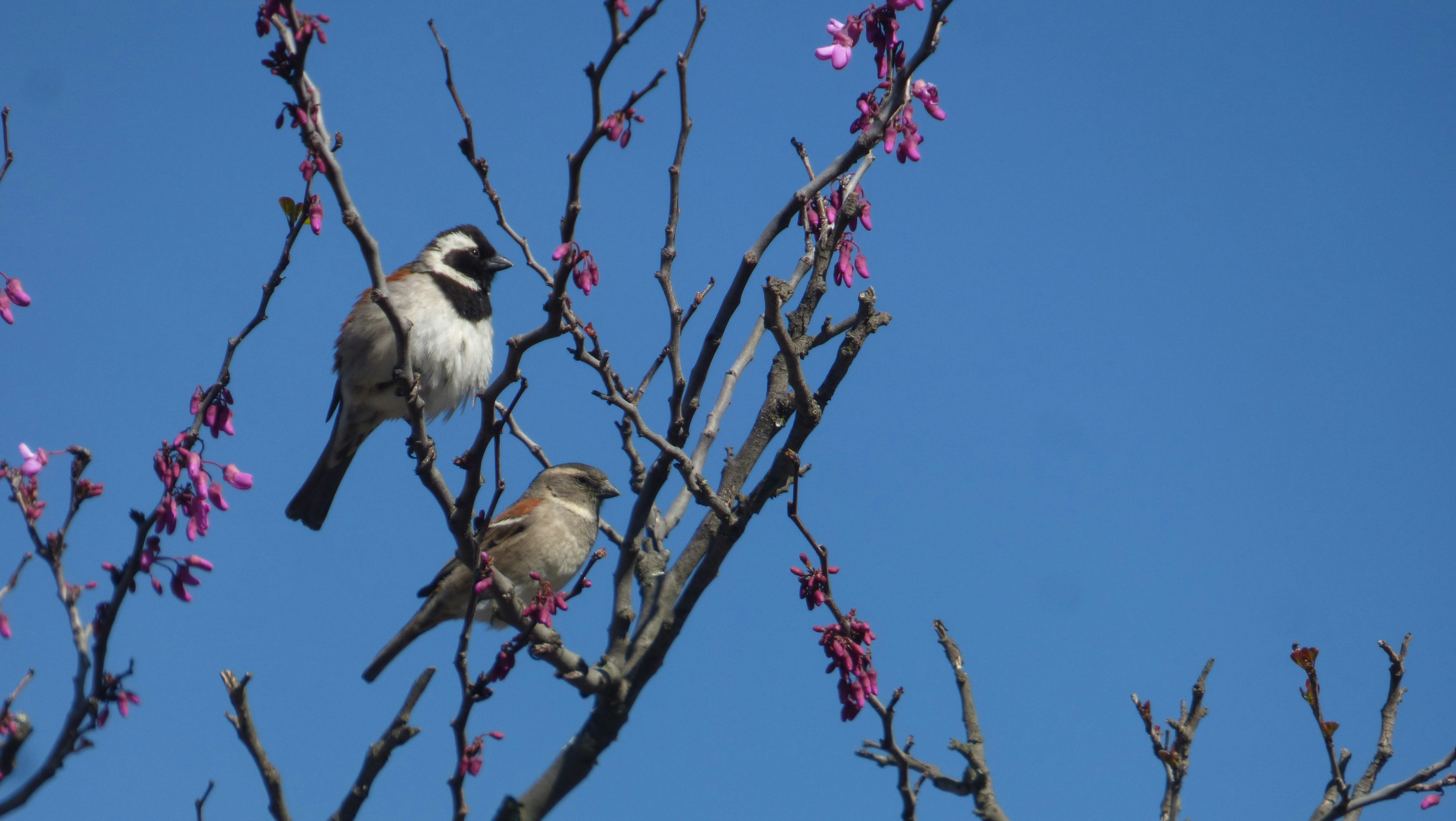 Perched in Bloom: A Pair of Chickadee-like Sparrows on Spring Branches