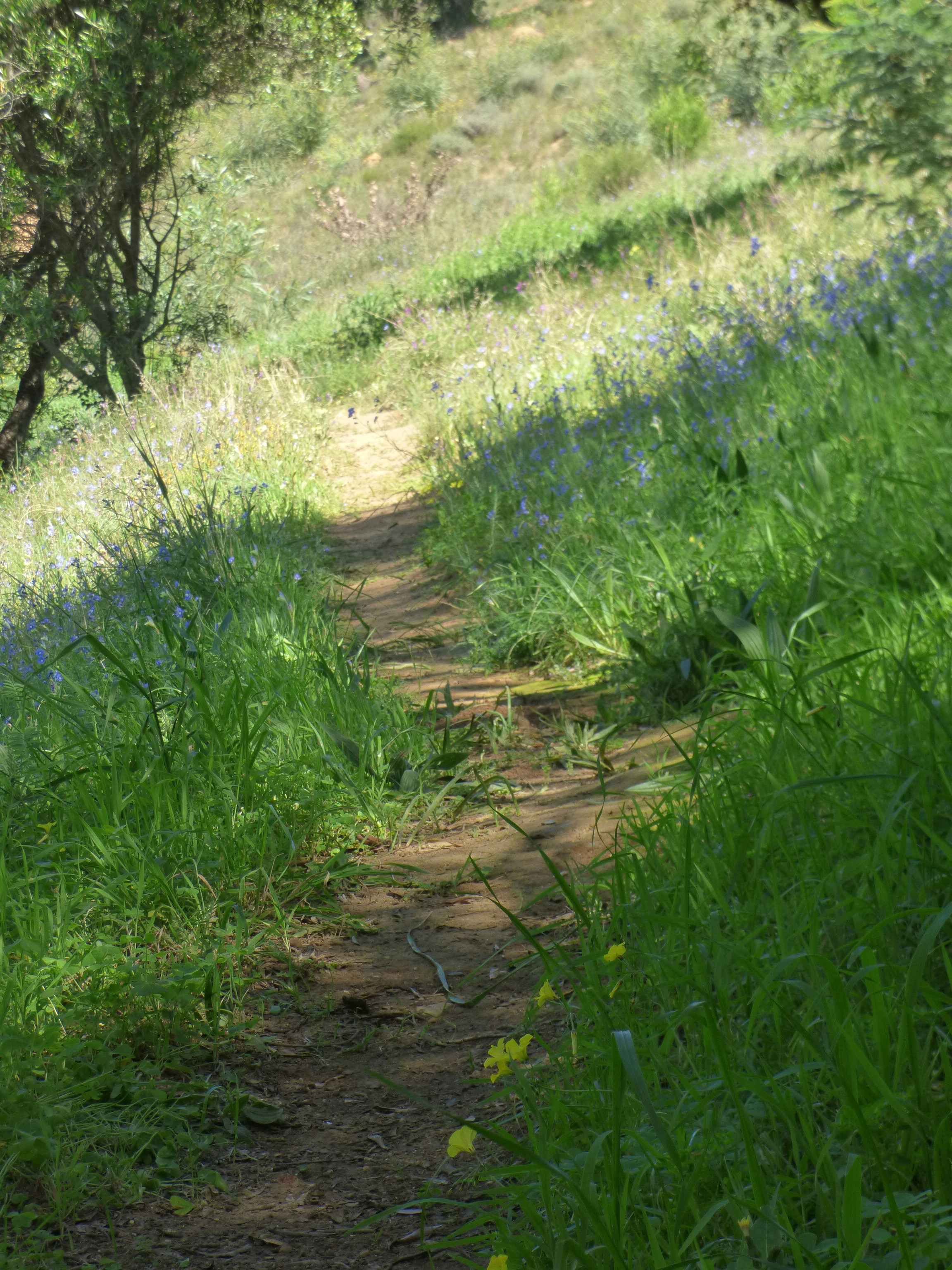 Sunlit Meadow Path: A Quiet Trail Winding Through Wildflowers