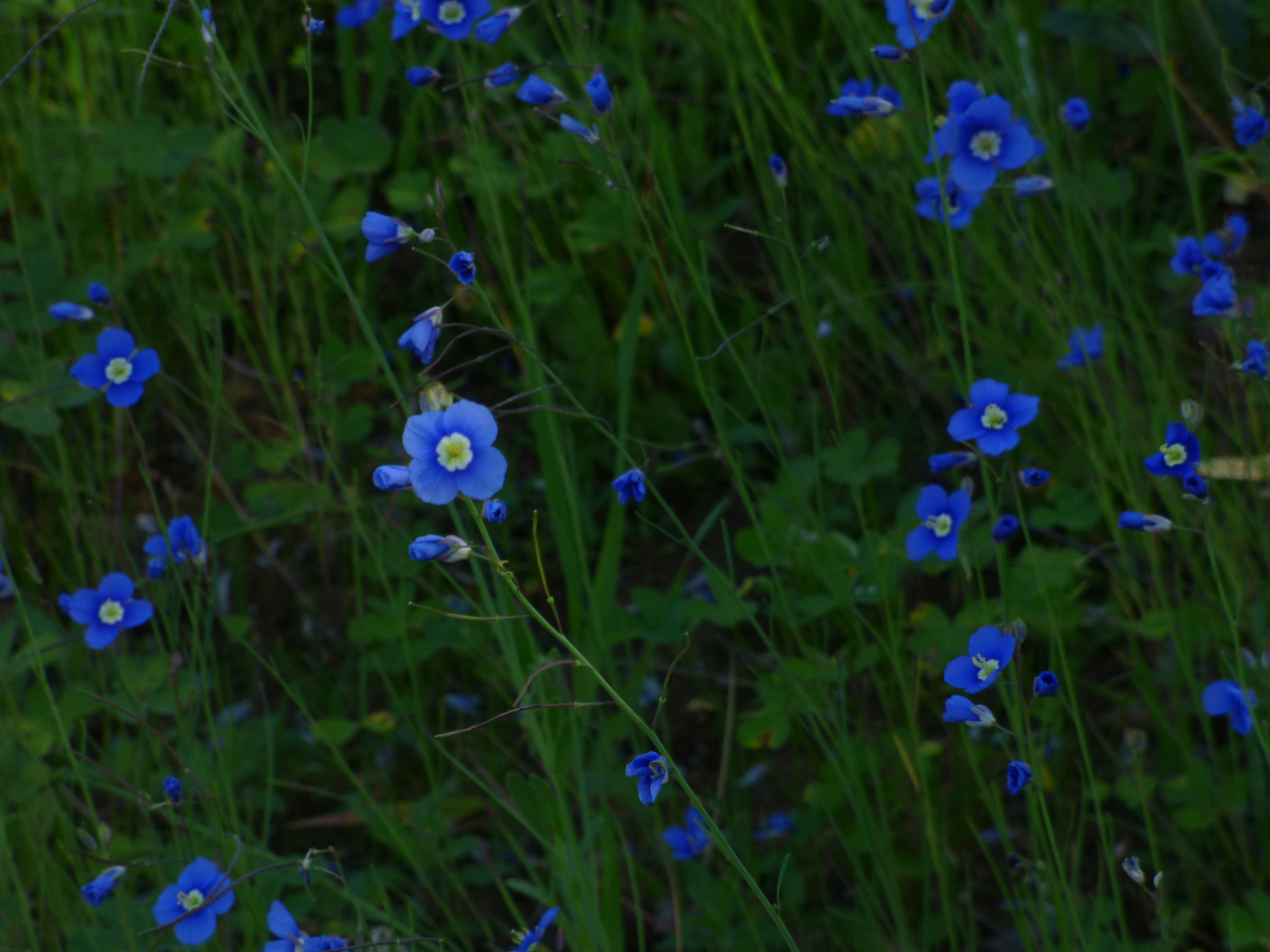 Midfield Blue: a meadow of small blue blossoms under soft shade