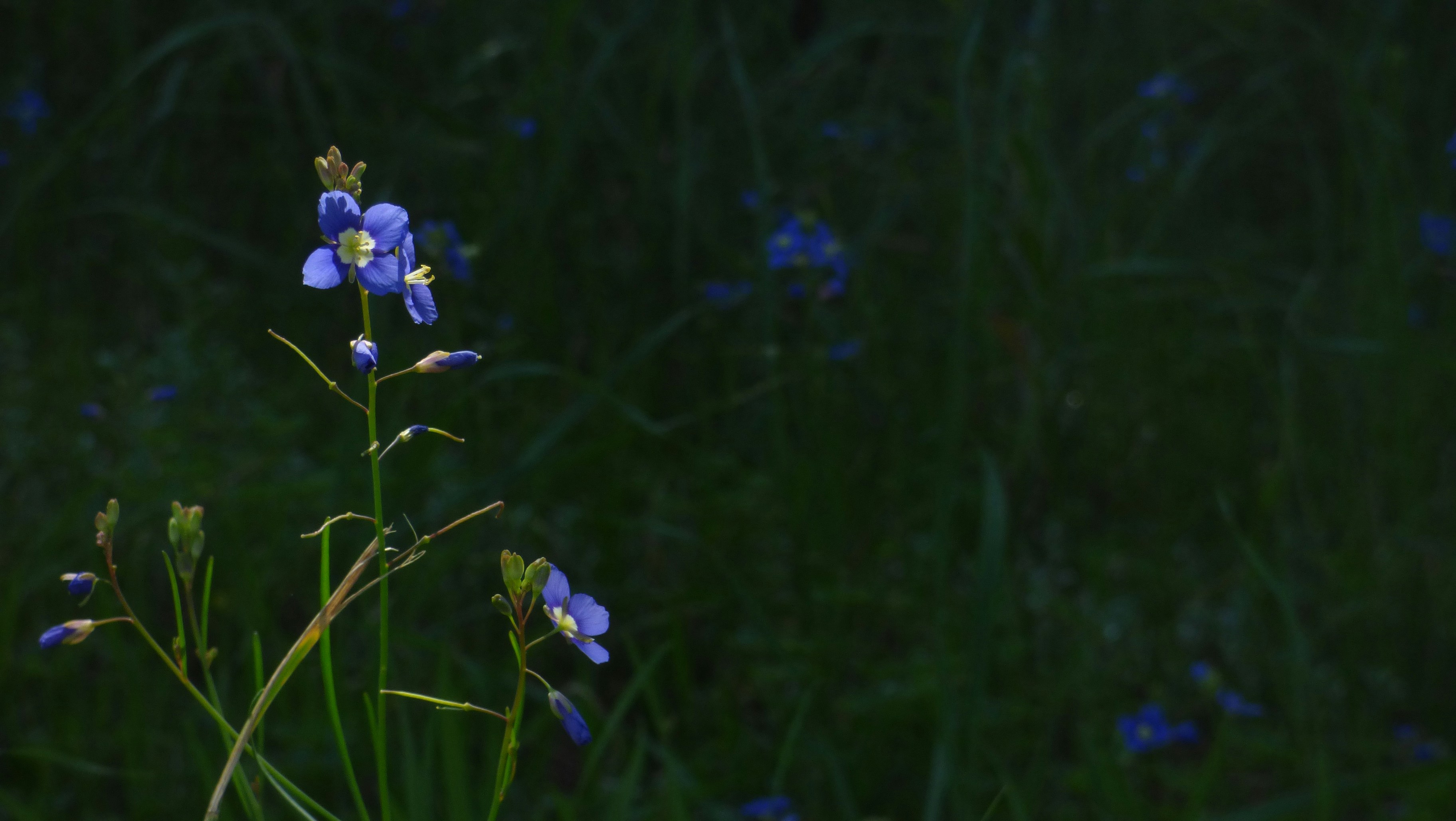 Blue Wildflower Bloom in Shadowed Meadow