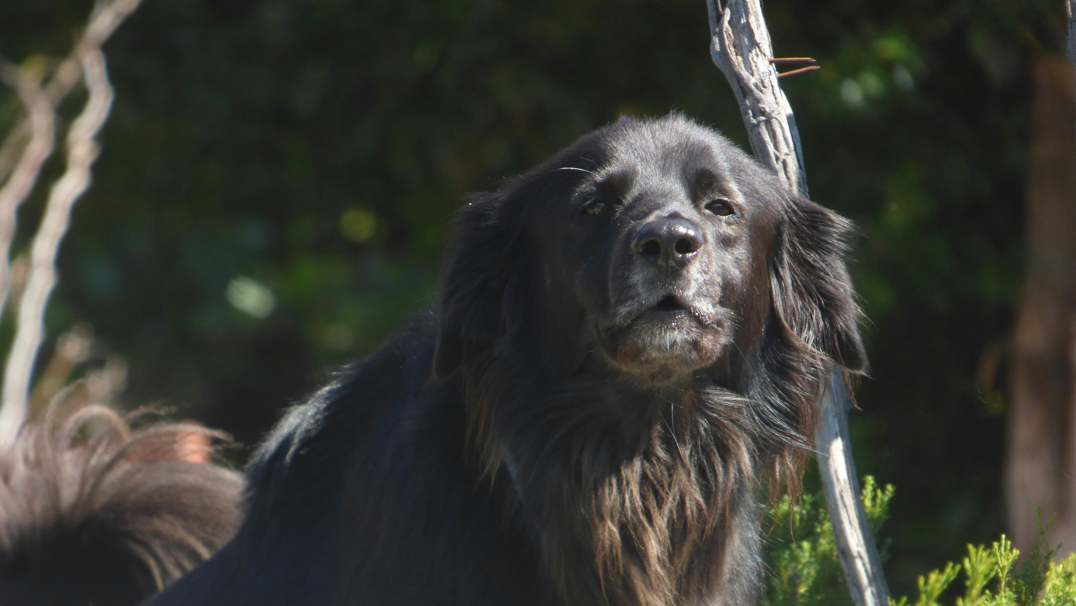 Chestnut-Nosed Sentinel: a black dog surveys the garden