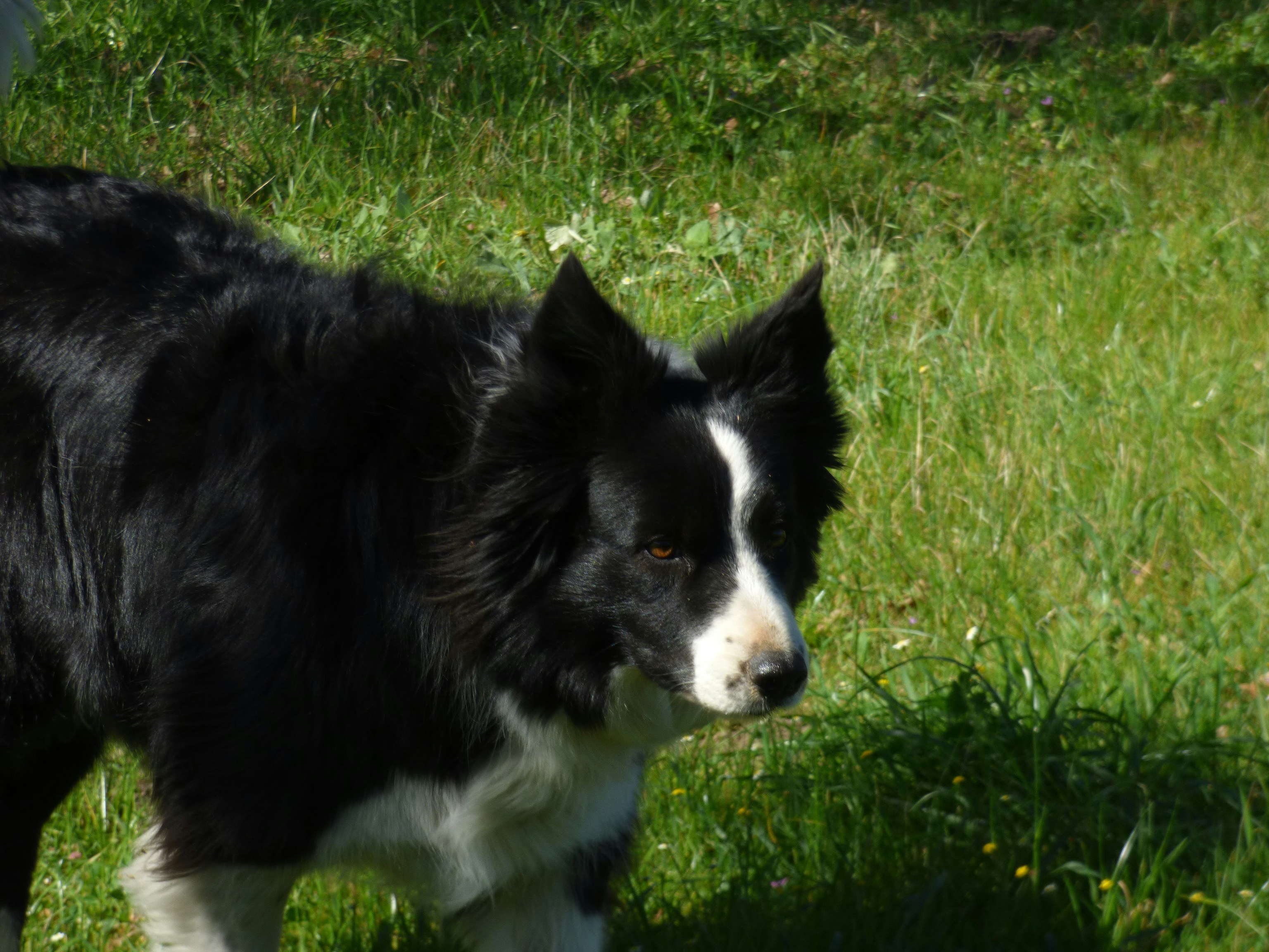 Focused Canine Portrait in Morning Sunlight