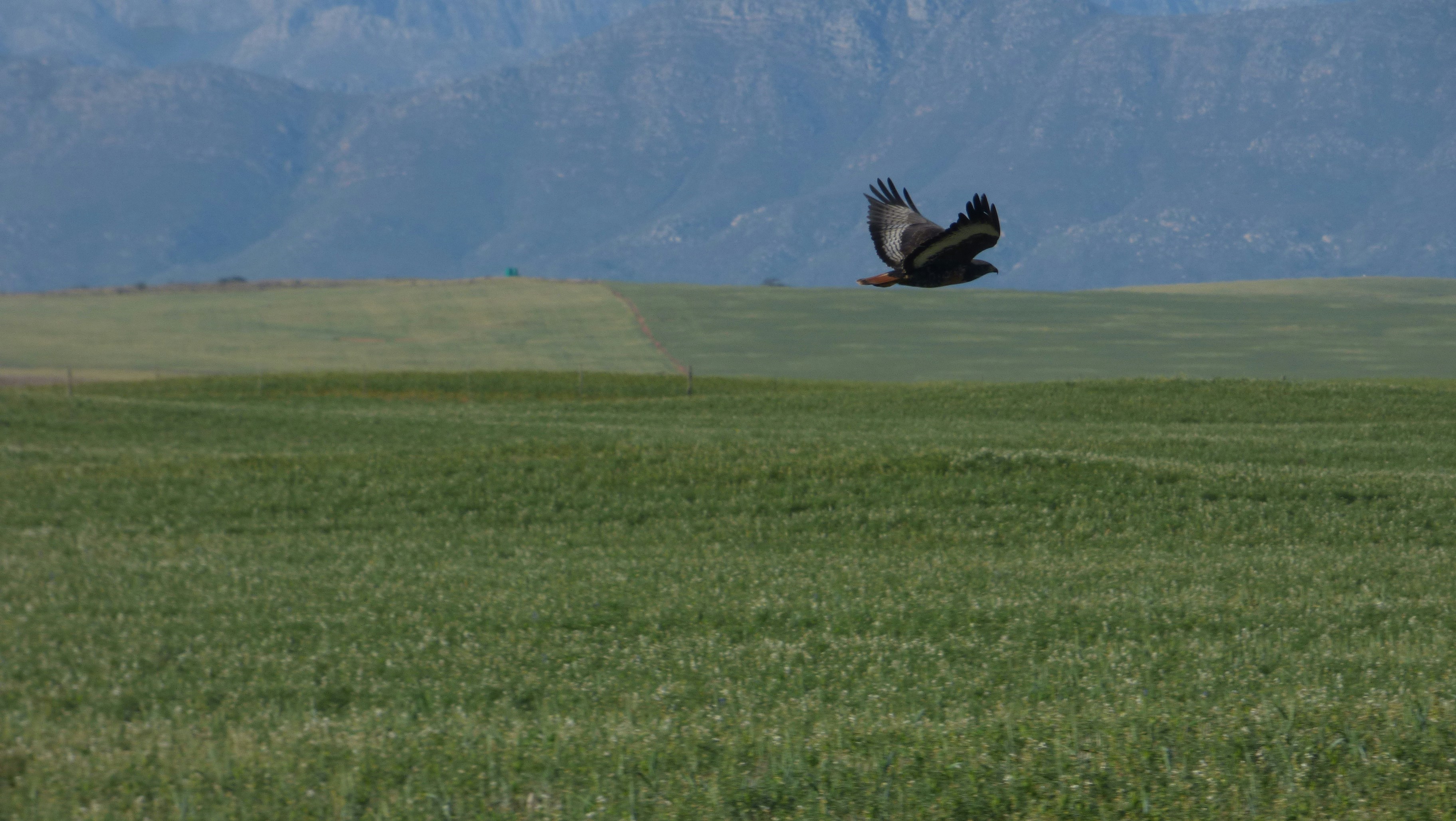 High Plains Glider: A Falcon Catches a Moment Above Verdant Fields