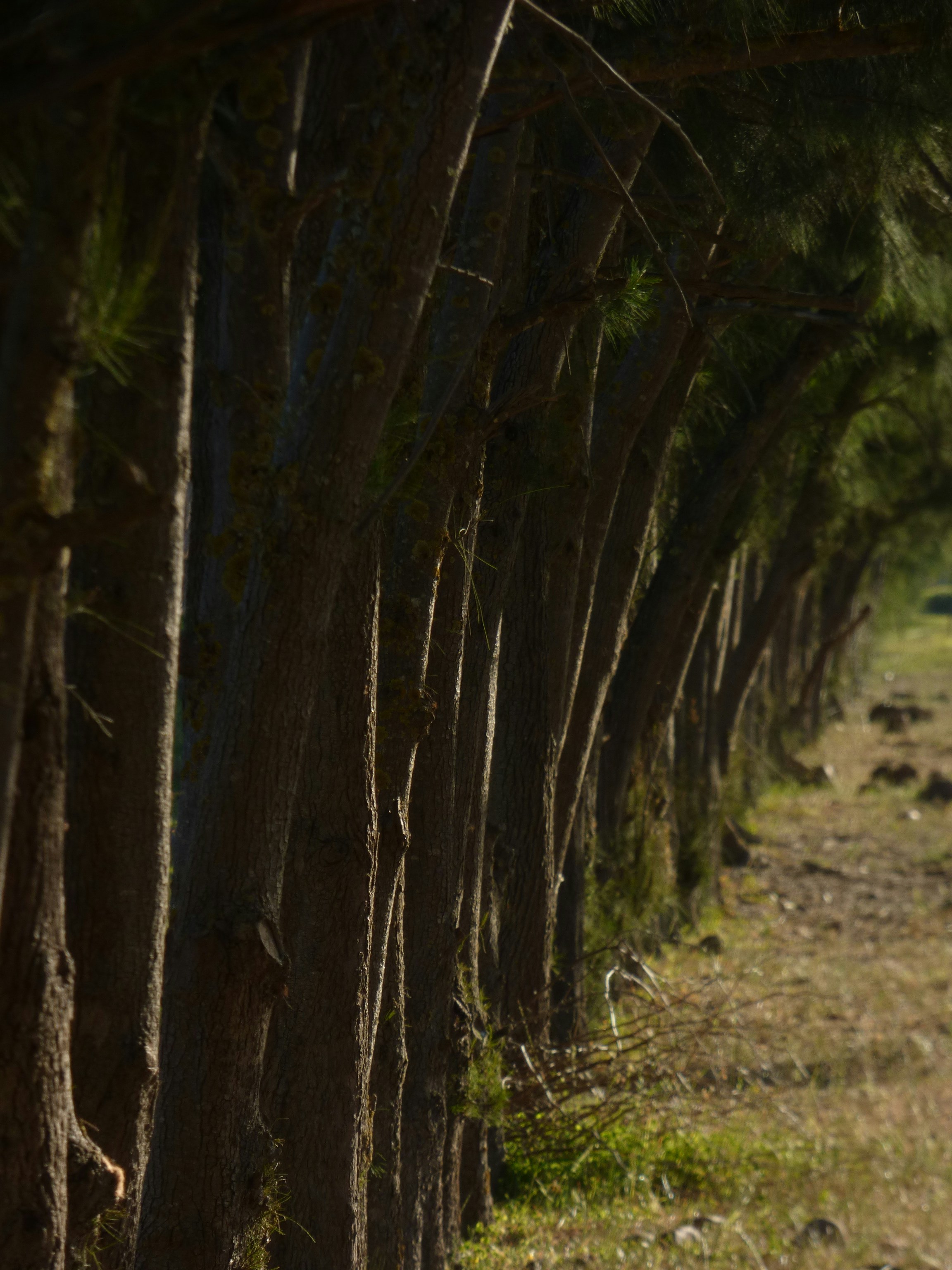 Line of Trunks: A Forest Corridor Seated in Evening Light