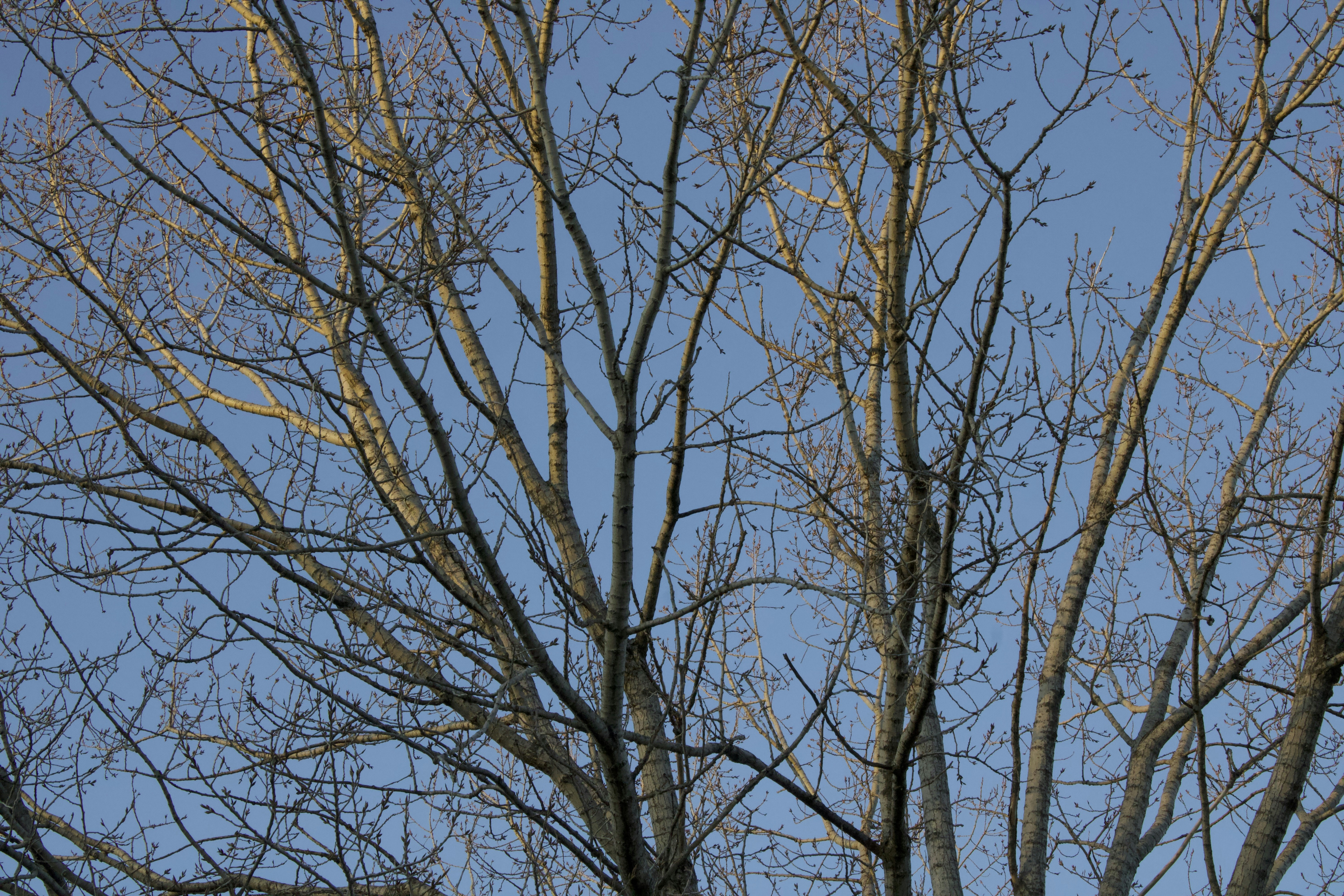 BlueSky Cathedral: Bare Branches Climb Toward an Open Horizon