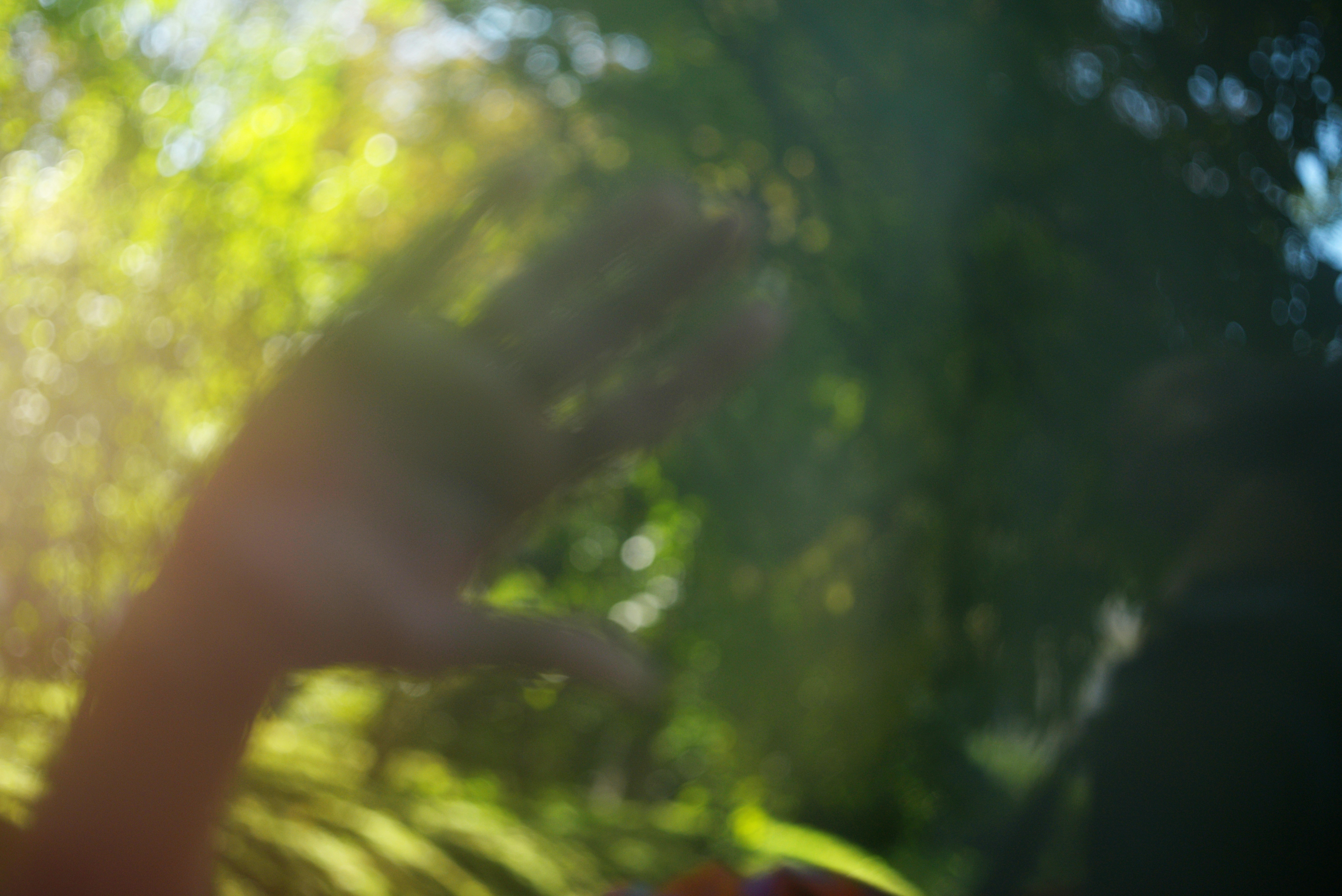 Sunlit Blur: A Hands‑on Moment in a Green Glade